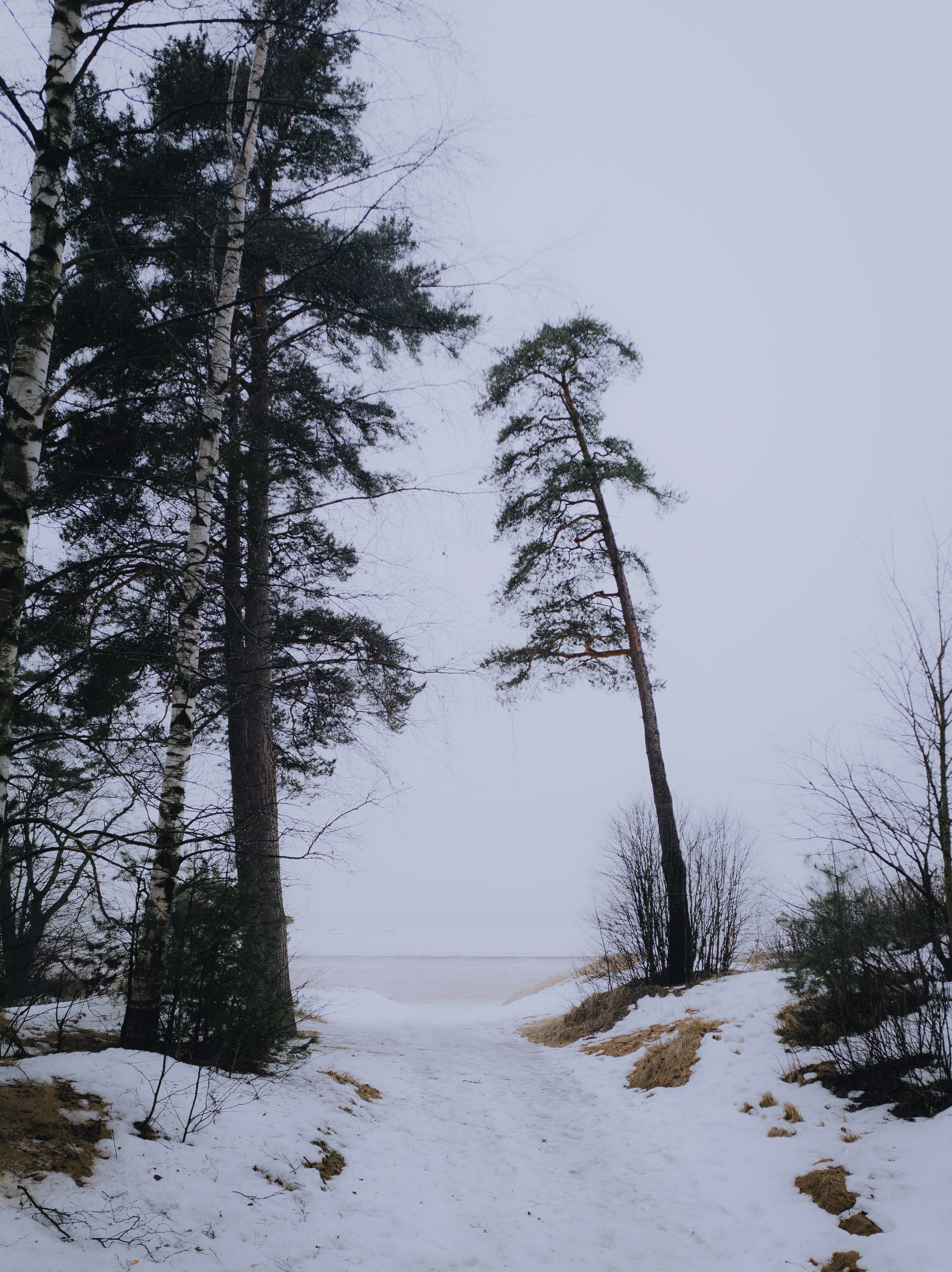 Winter Path Through Tall Pines