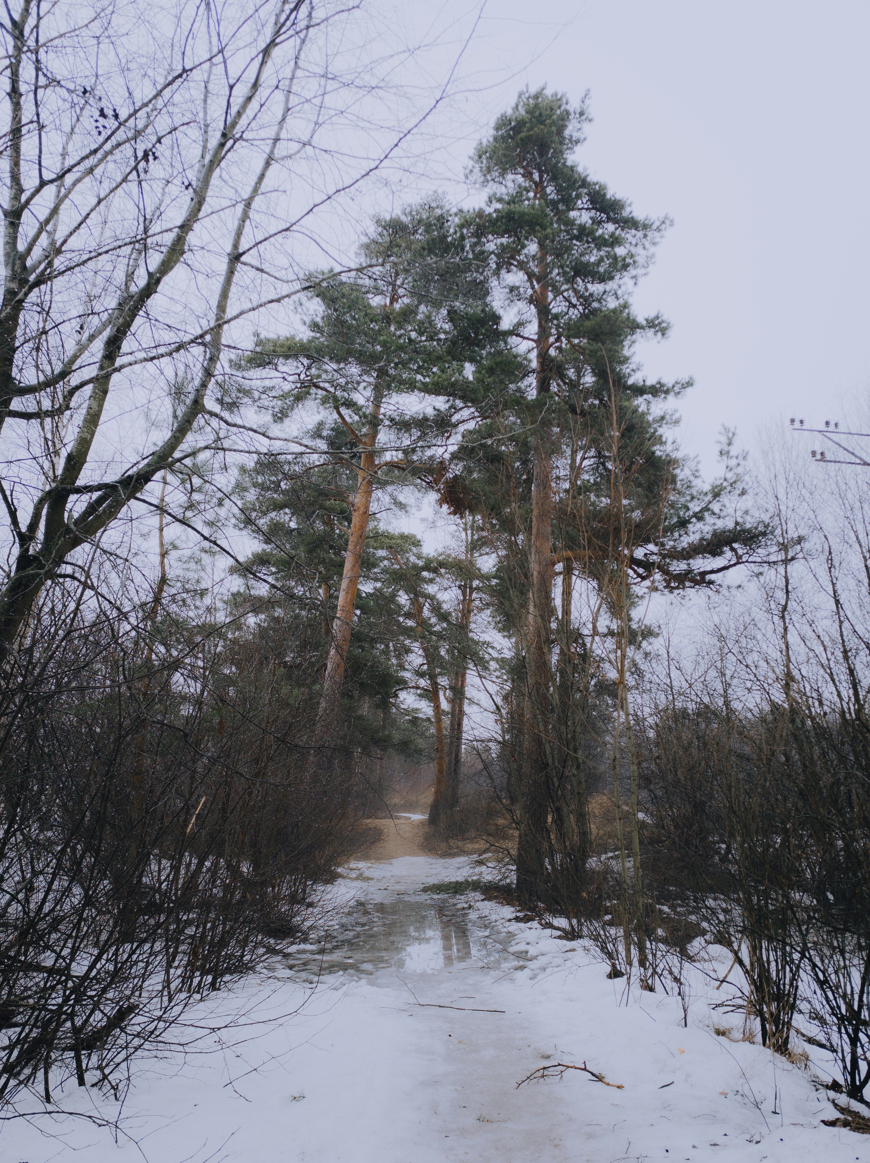 Icy Path Through Tall Pines at Dusk