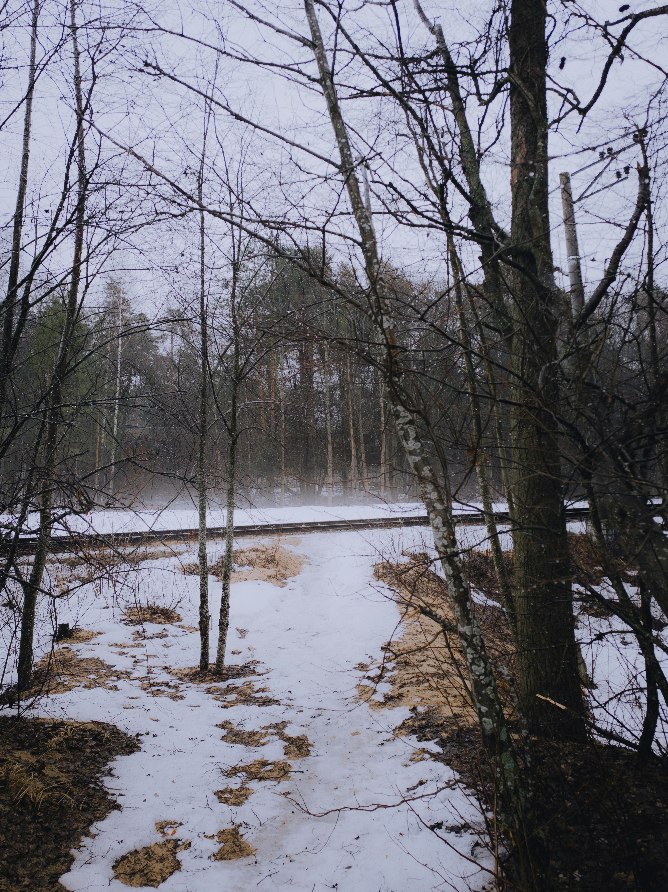Snow Margin Meeting an Autumn-Bare Forest