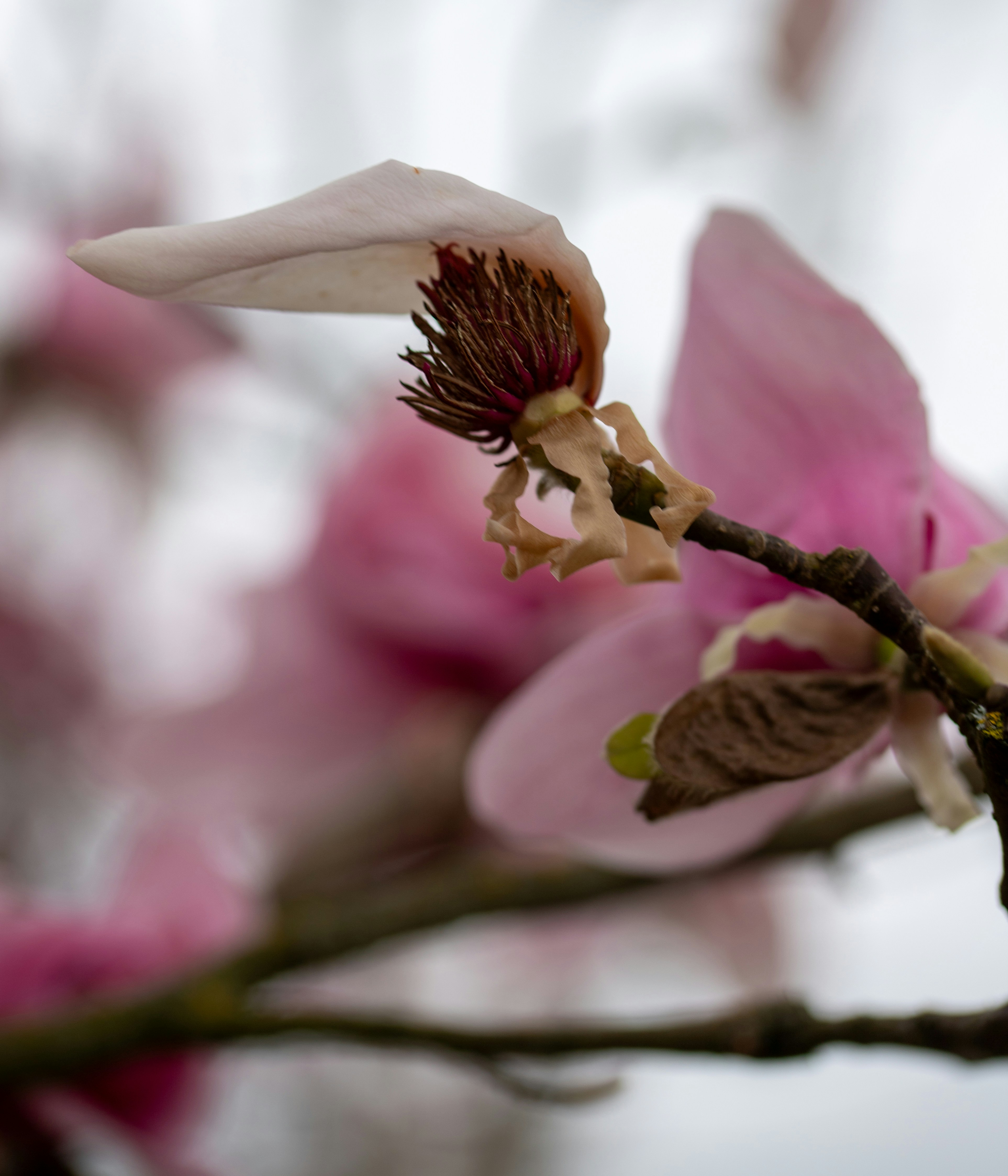 Soft Petal Focus: A Pink Magnolia in Quiet Blur