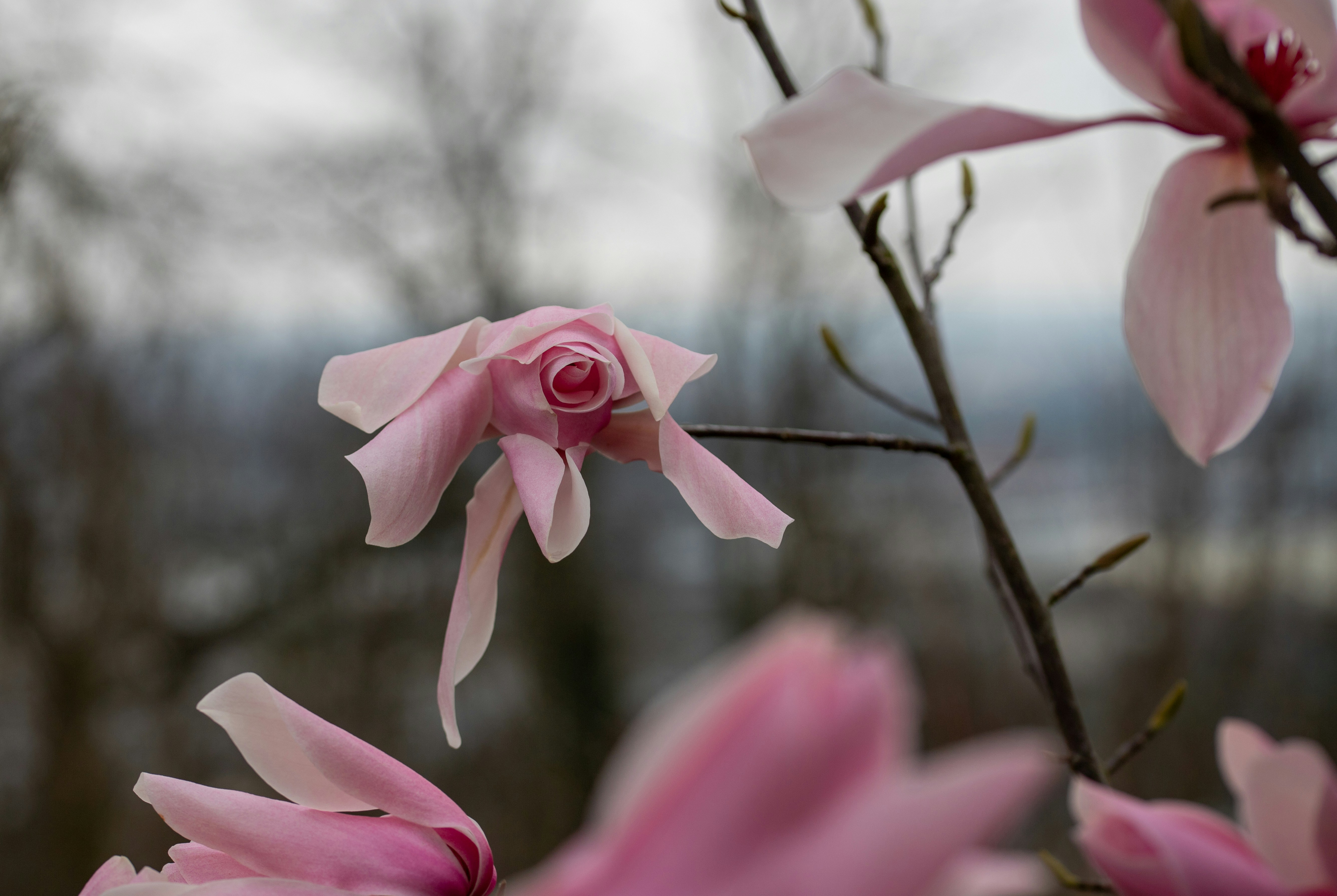 Soft Pink Magnolia in Focus: A Quiet Spring Moment