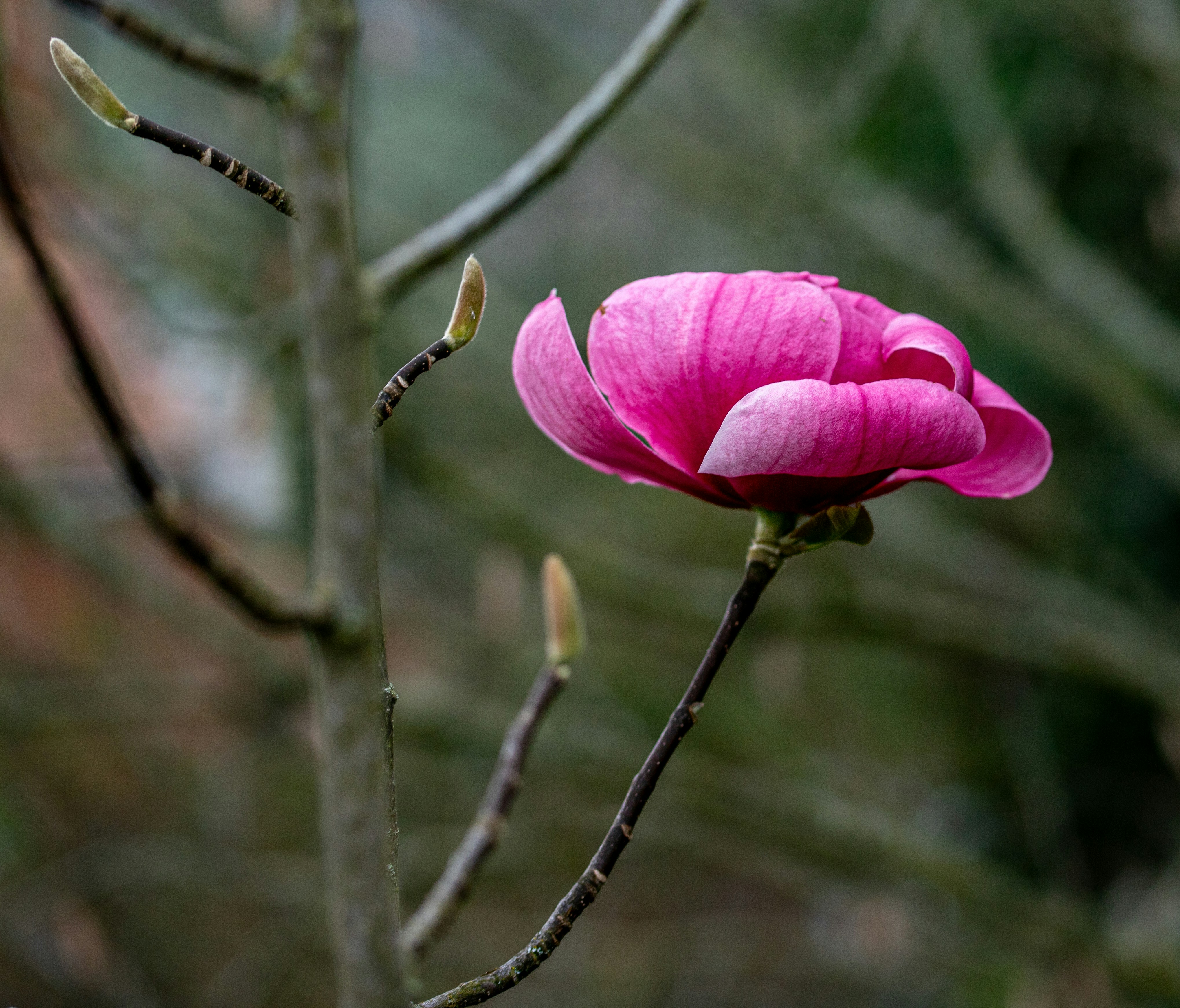Pink Bloom on a Quiet Branch: A Moment of Spring