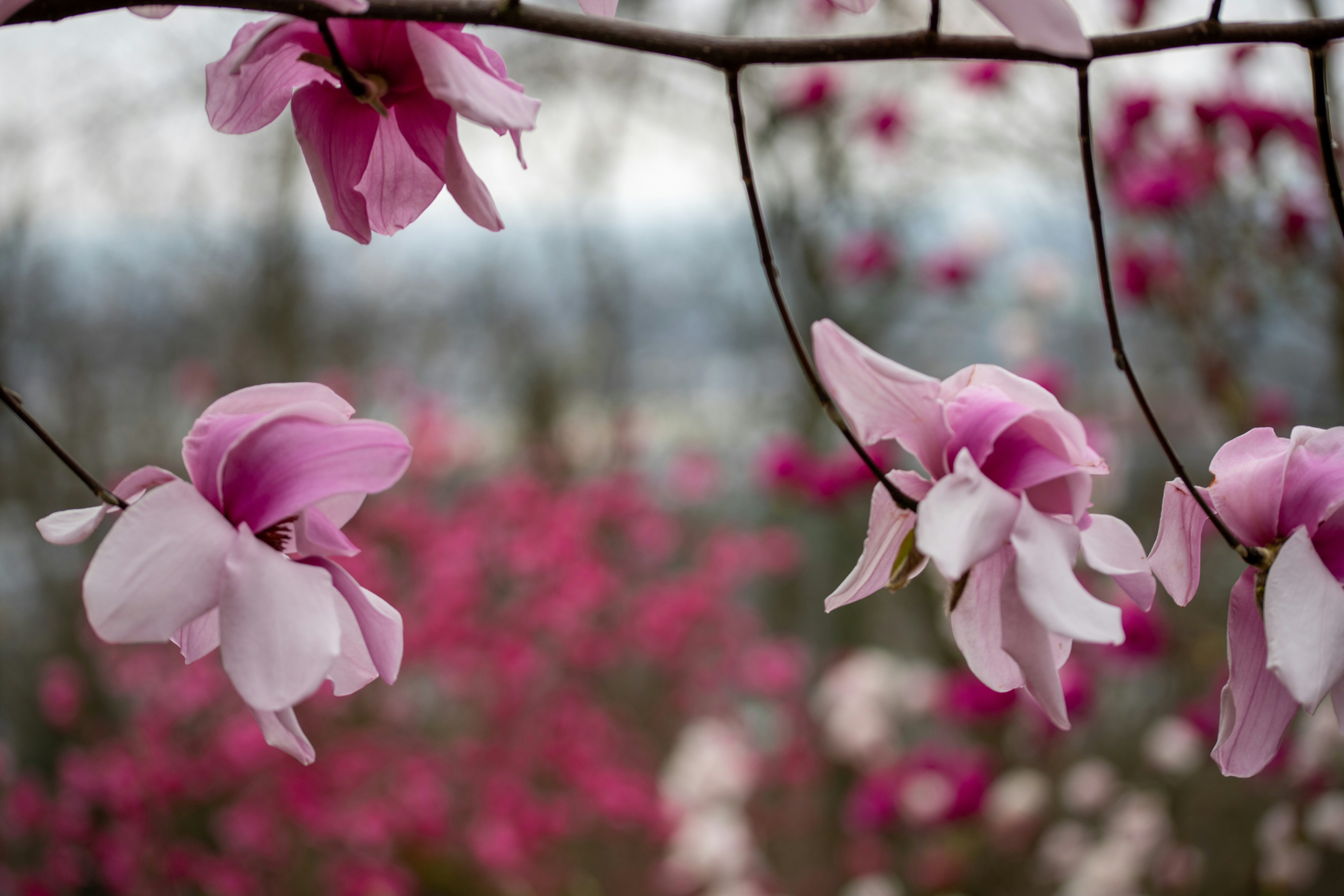 Pink Petal Cascade: Focus on Florals in Soft Blur