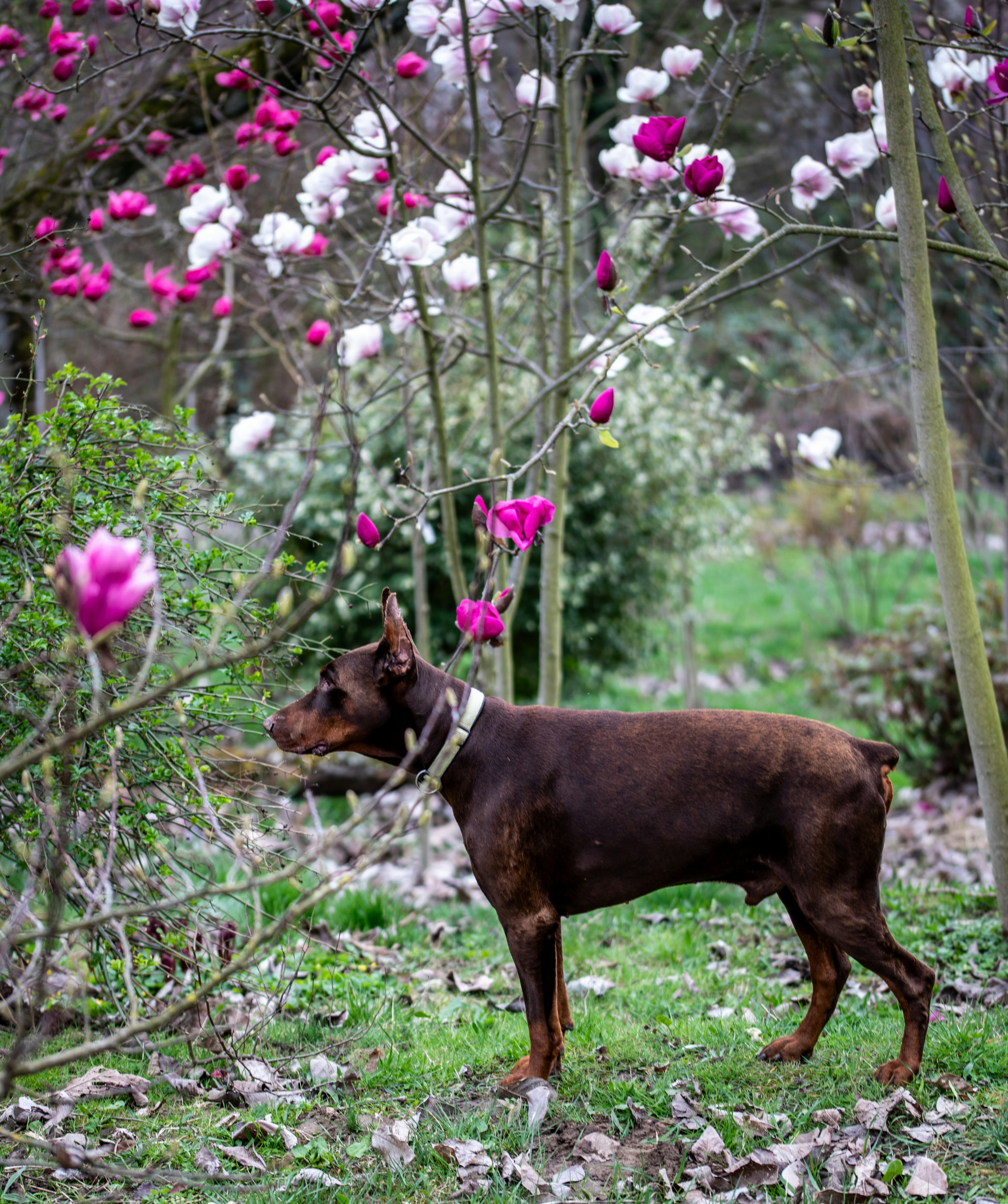 Brown hound pauses among blooming pink and white magnolias
