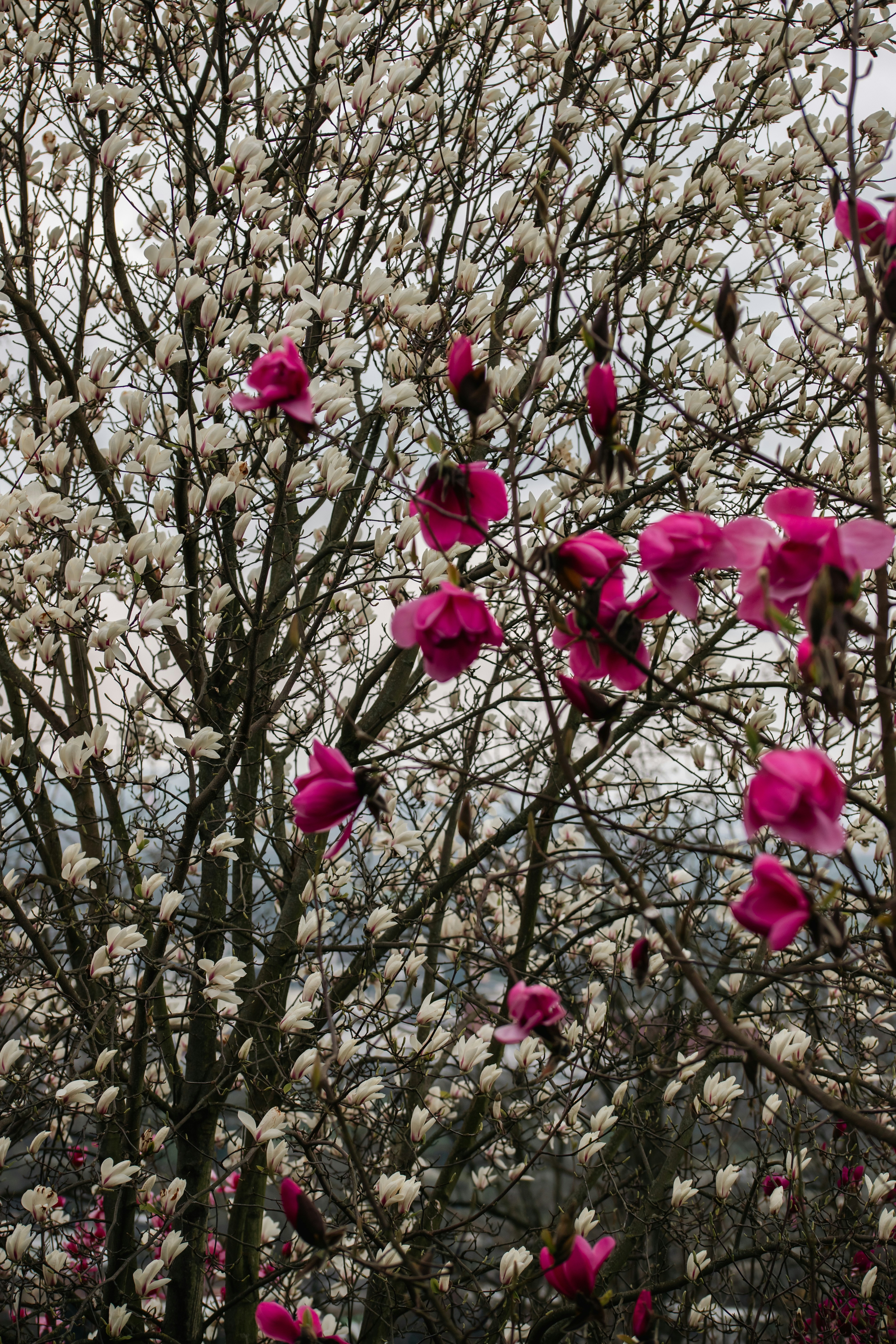 Pink blossoms weave through a sea of white petals against a pale sky