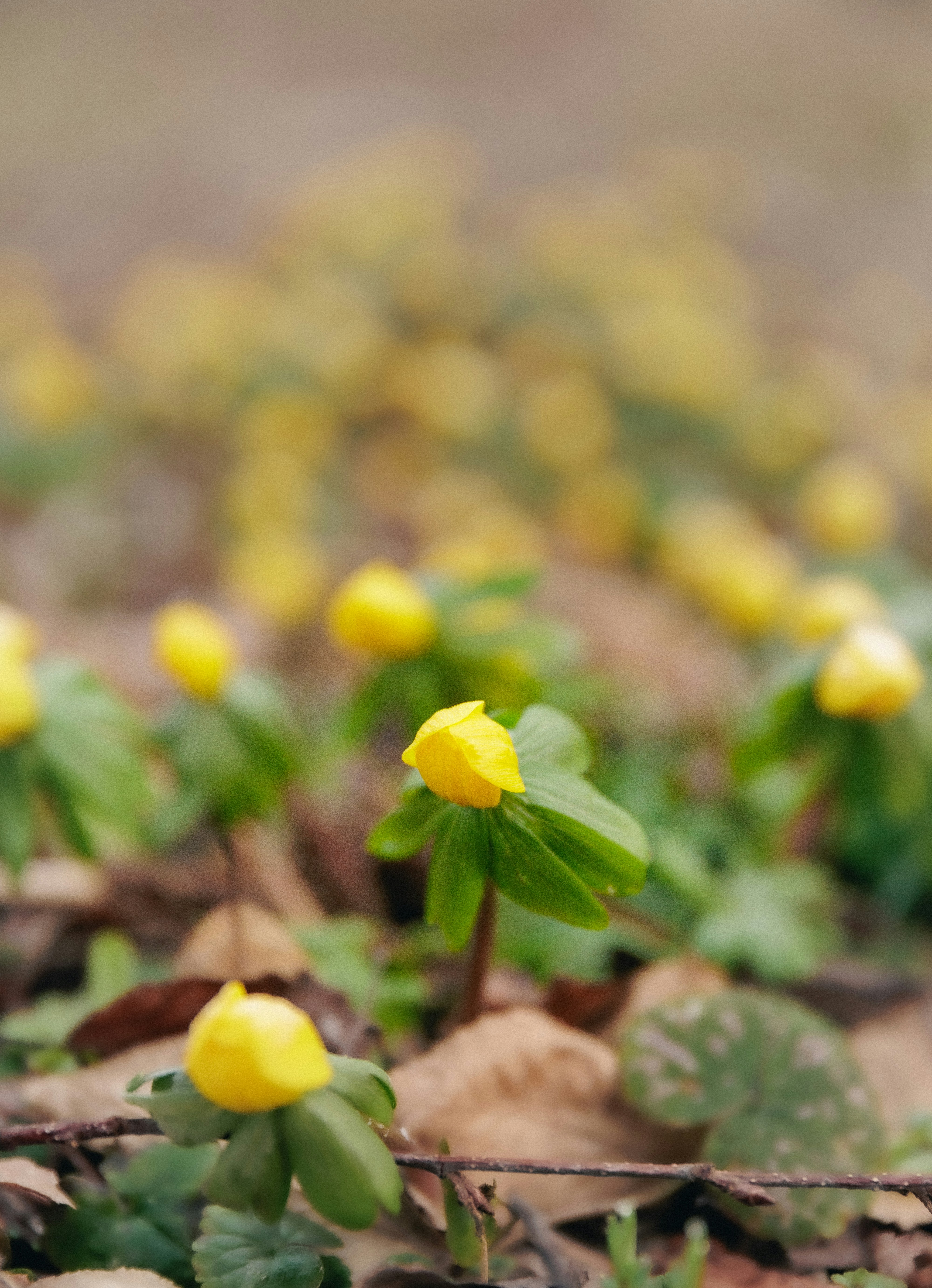 Yellow blossoms on a soft spring carpet