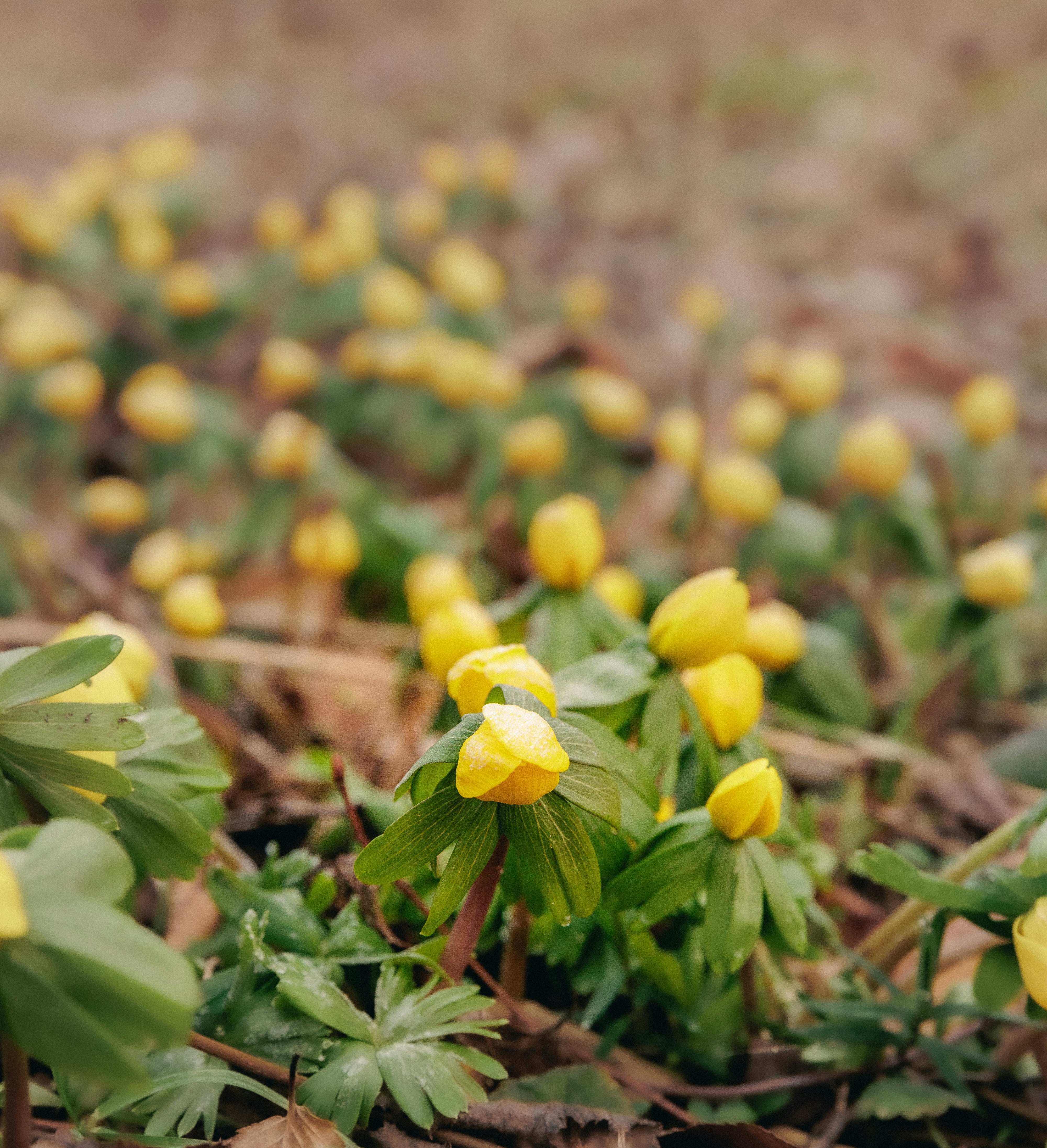 Golden Buds in a Sea of Spring Green