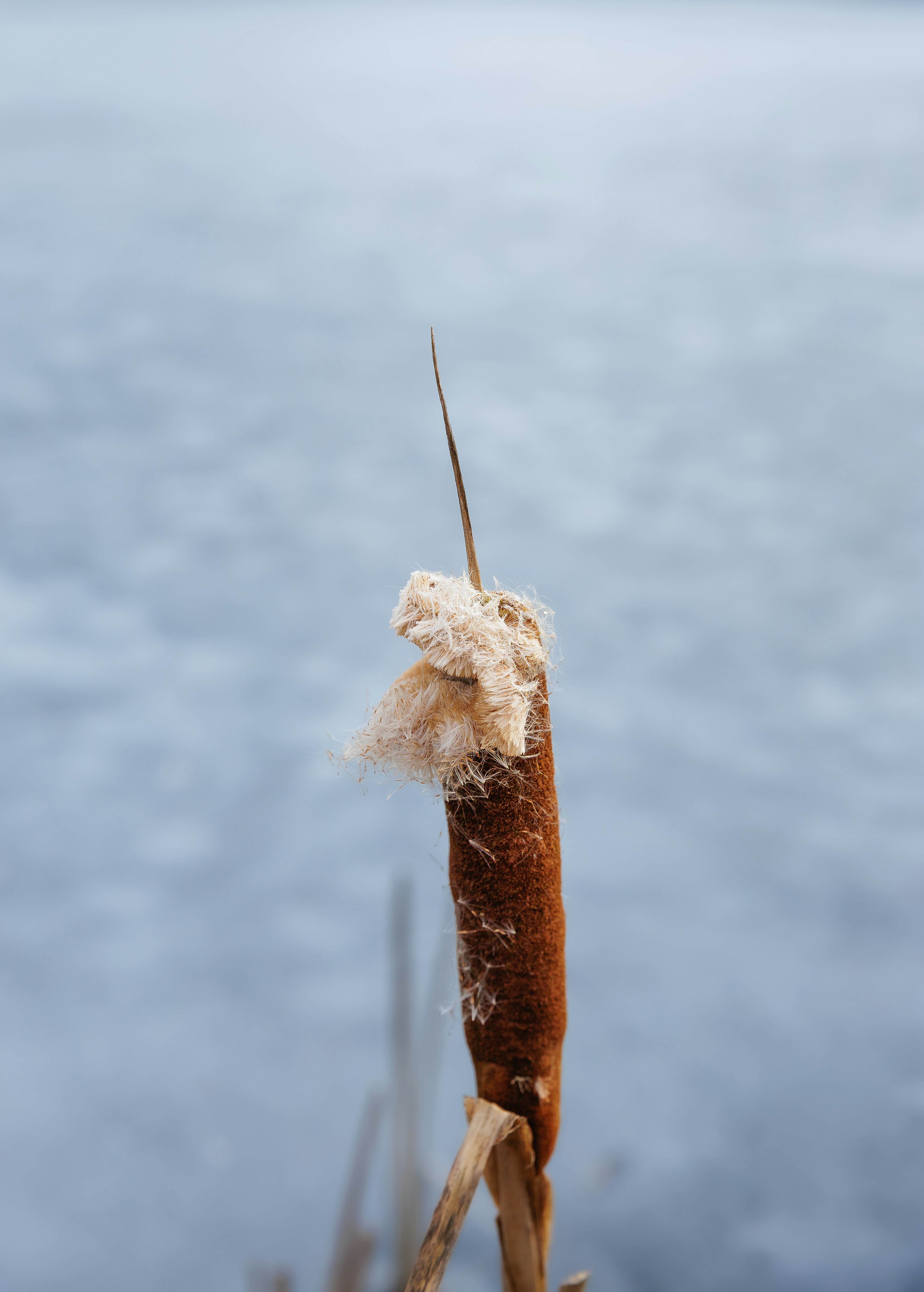Lonely cattail on the edge of a silver sea