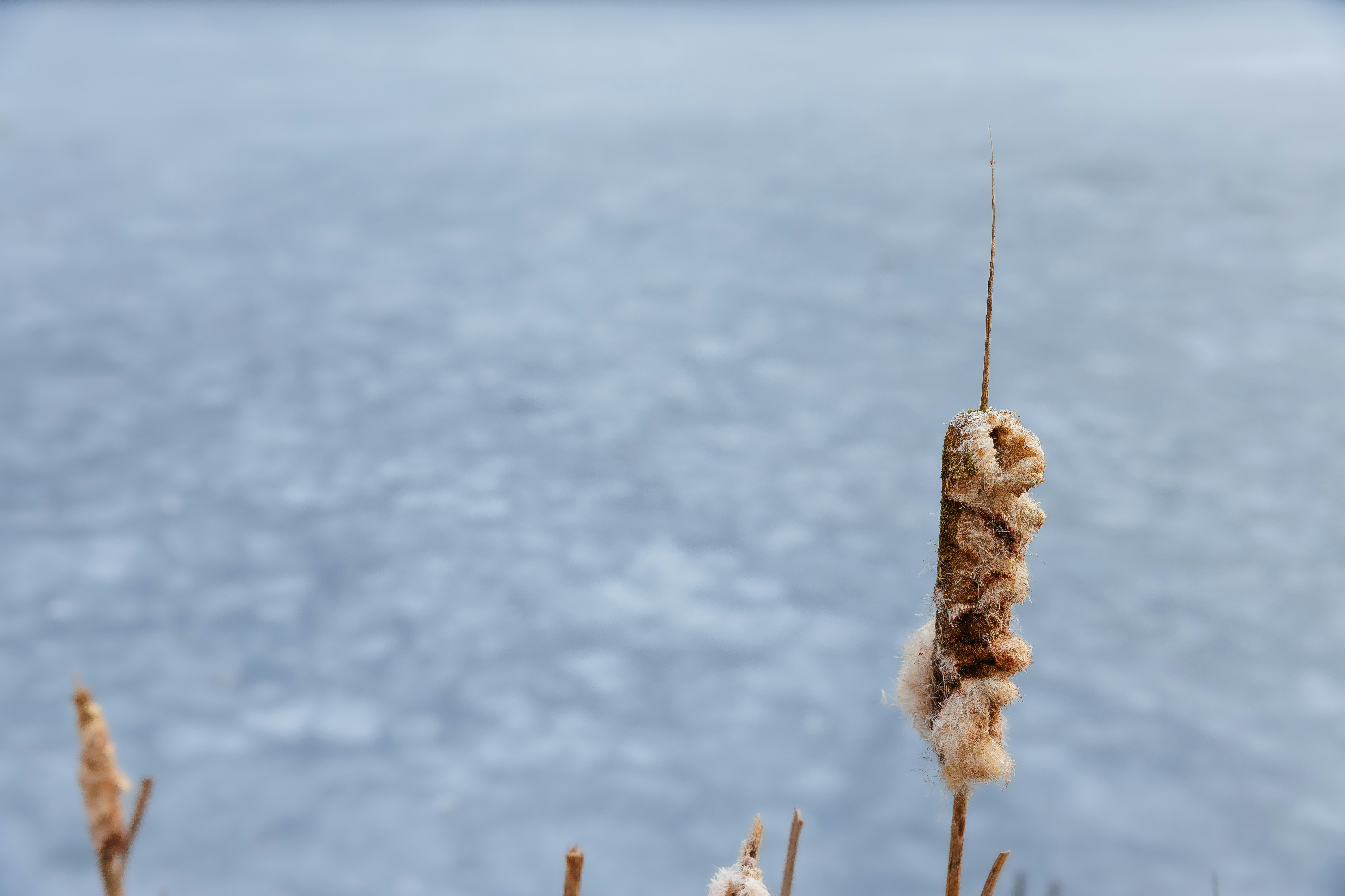 Frosted Reeds at the Edge of a Quiet Lake