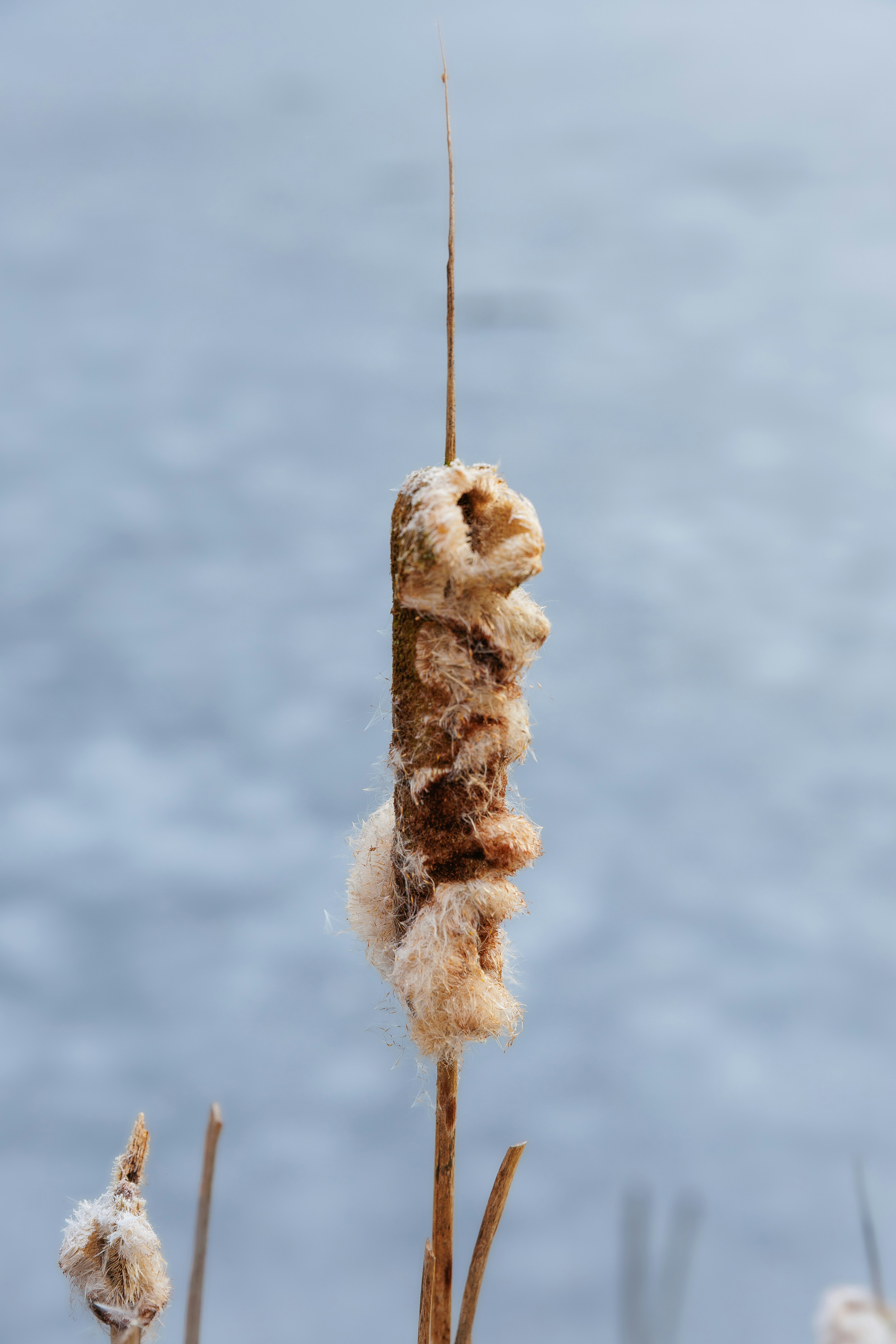 Dried cattail against a pale sea-blue backdrop
