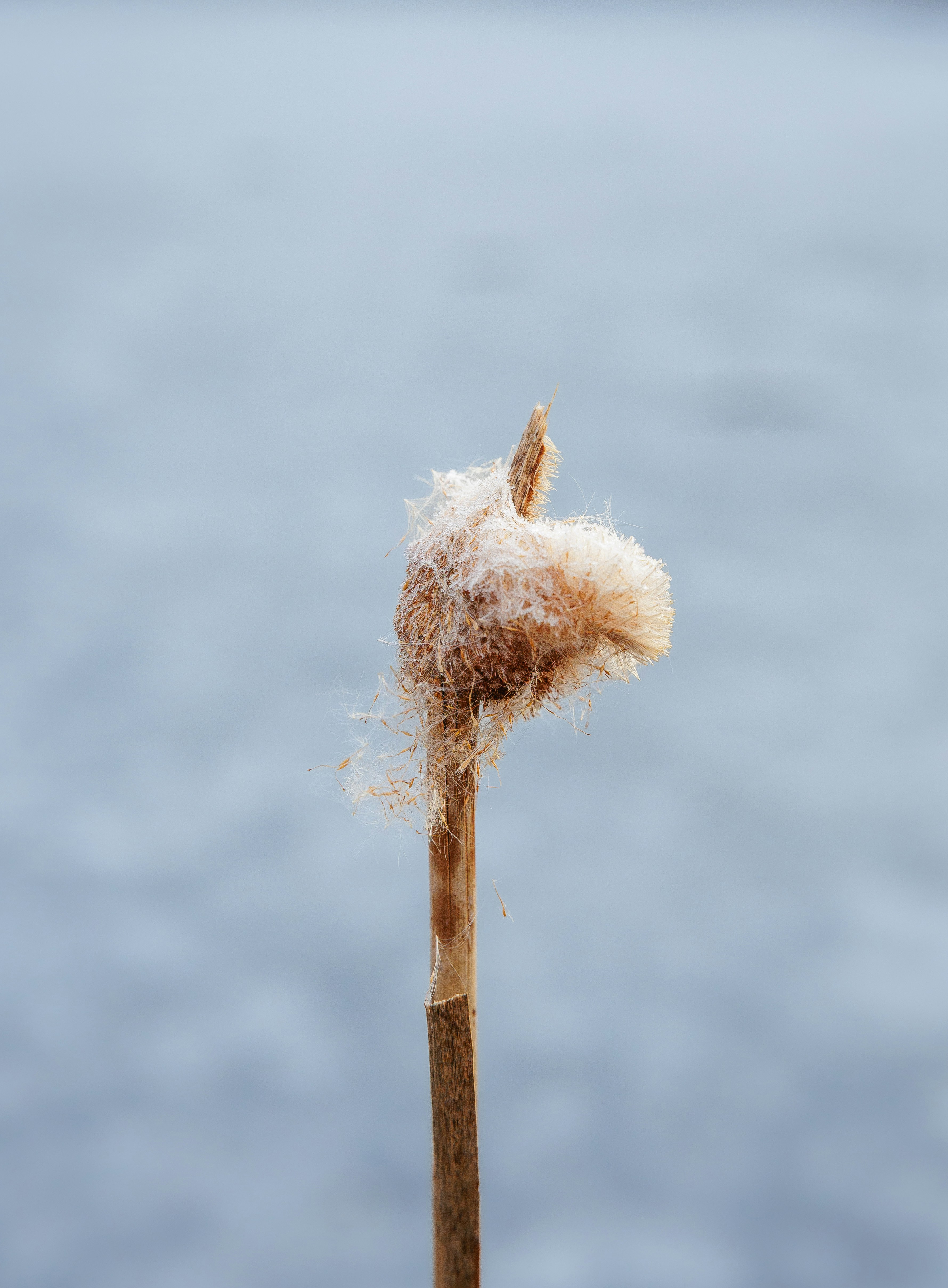  solitary cattail seed head reaching toward a pale horizon