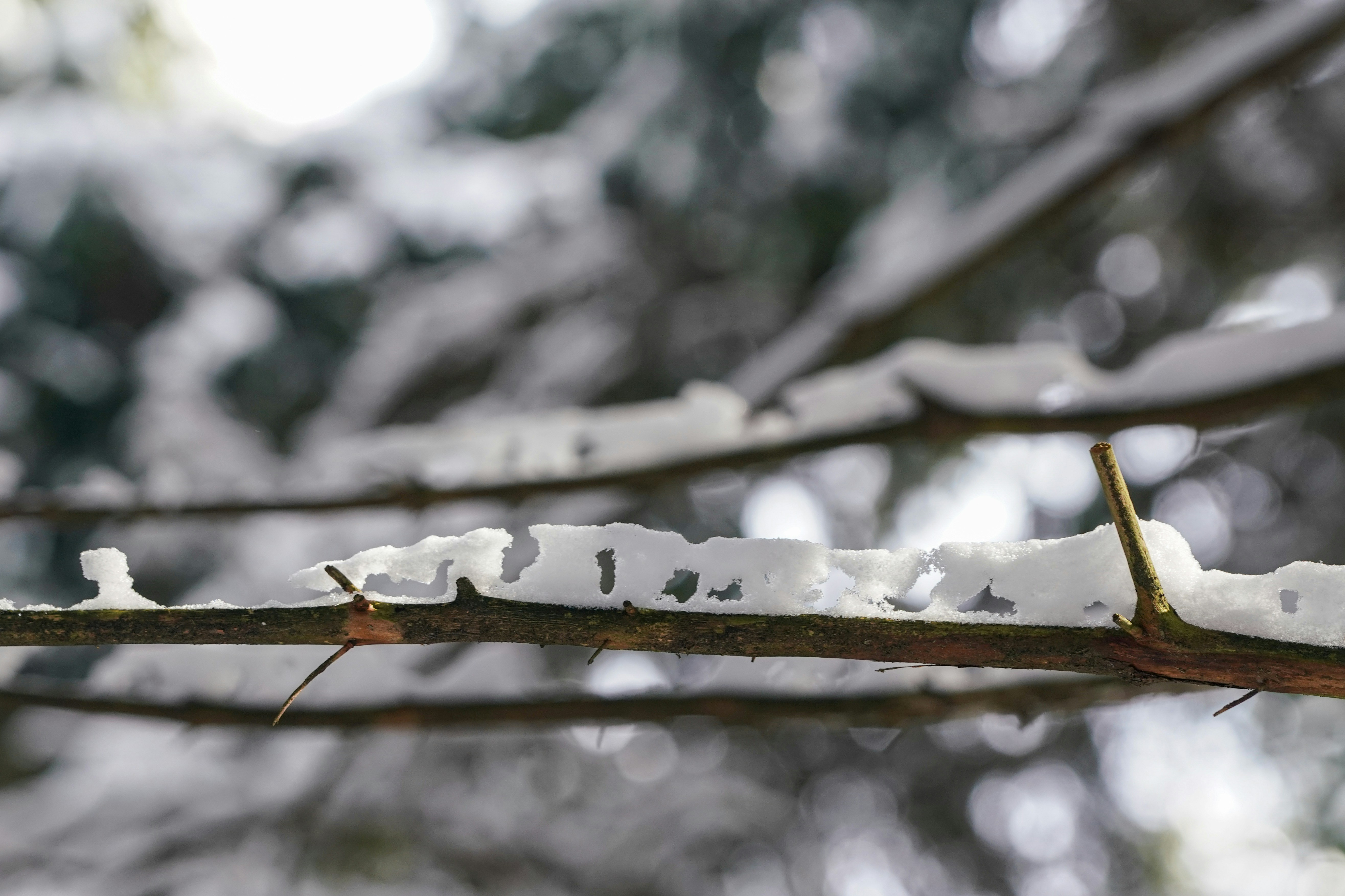 Snow-Capped Nettle on a Frozen Branch