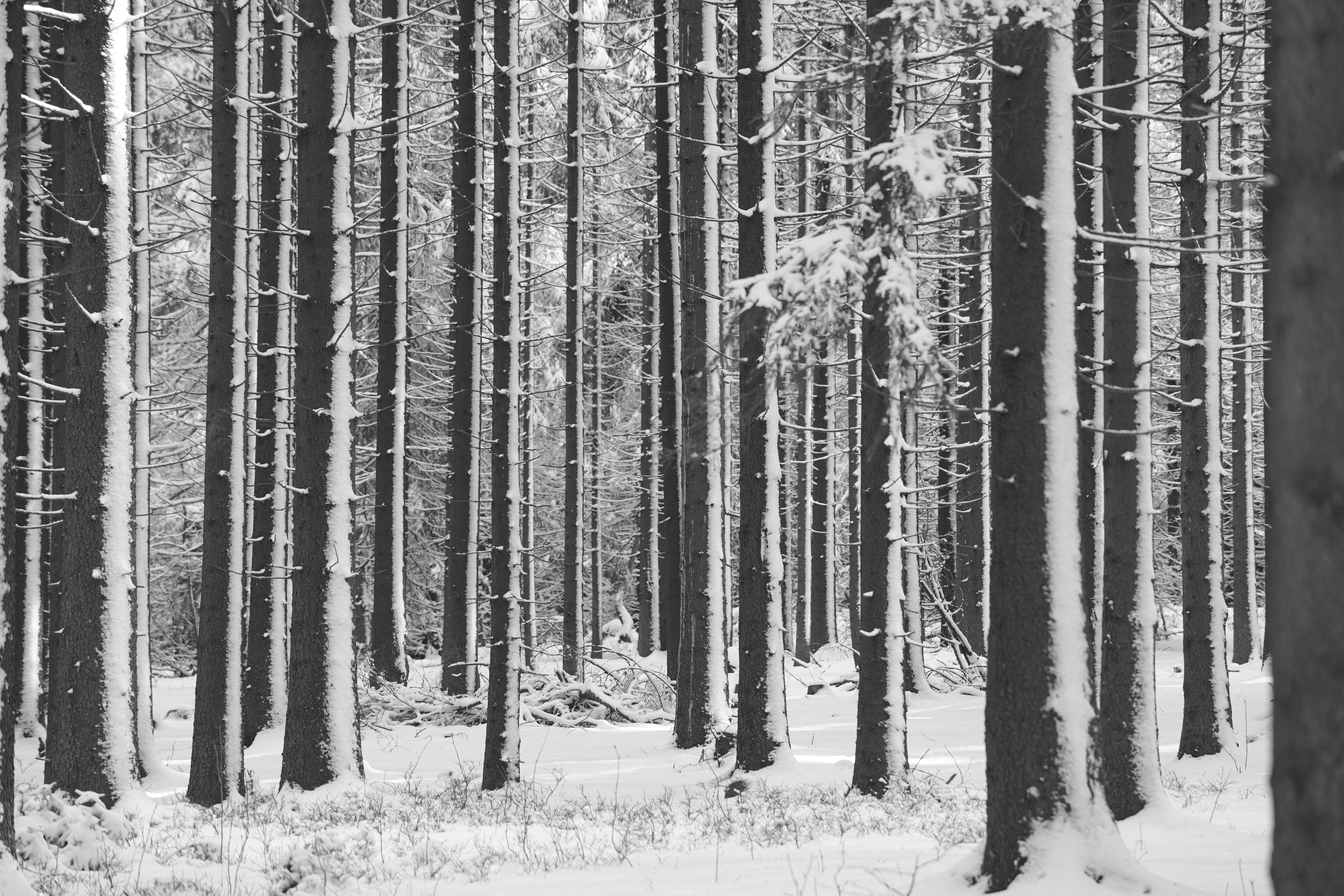 Winter Silence Through the Lined Pines