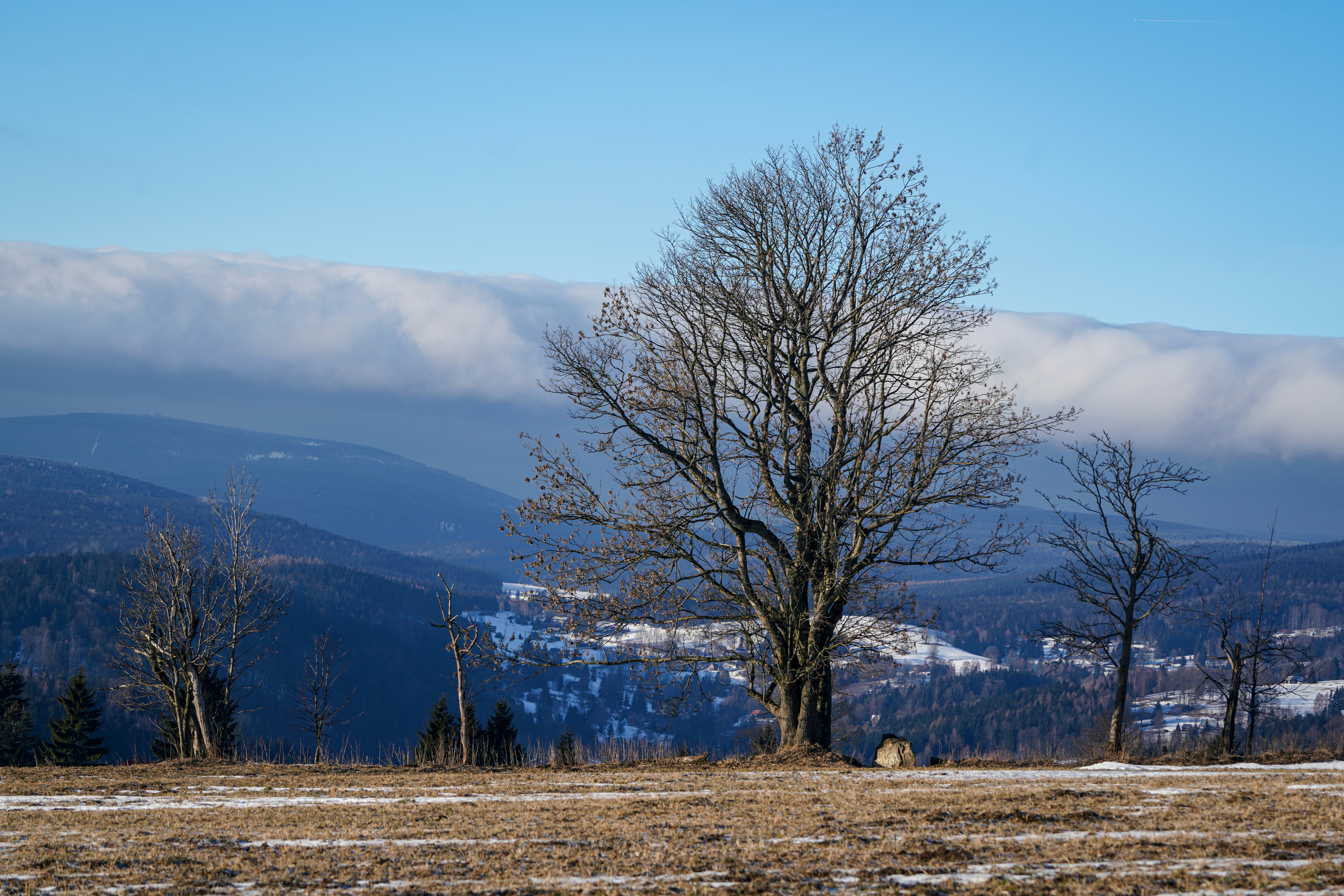 Winter Sentinel: A Lone Tree Framed Against the Snowy Range