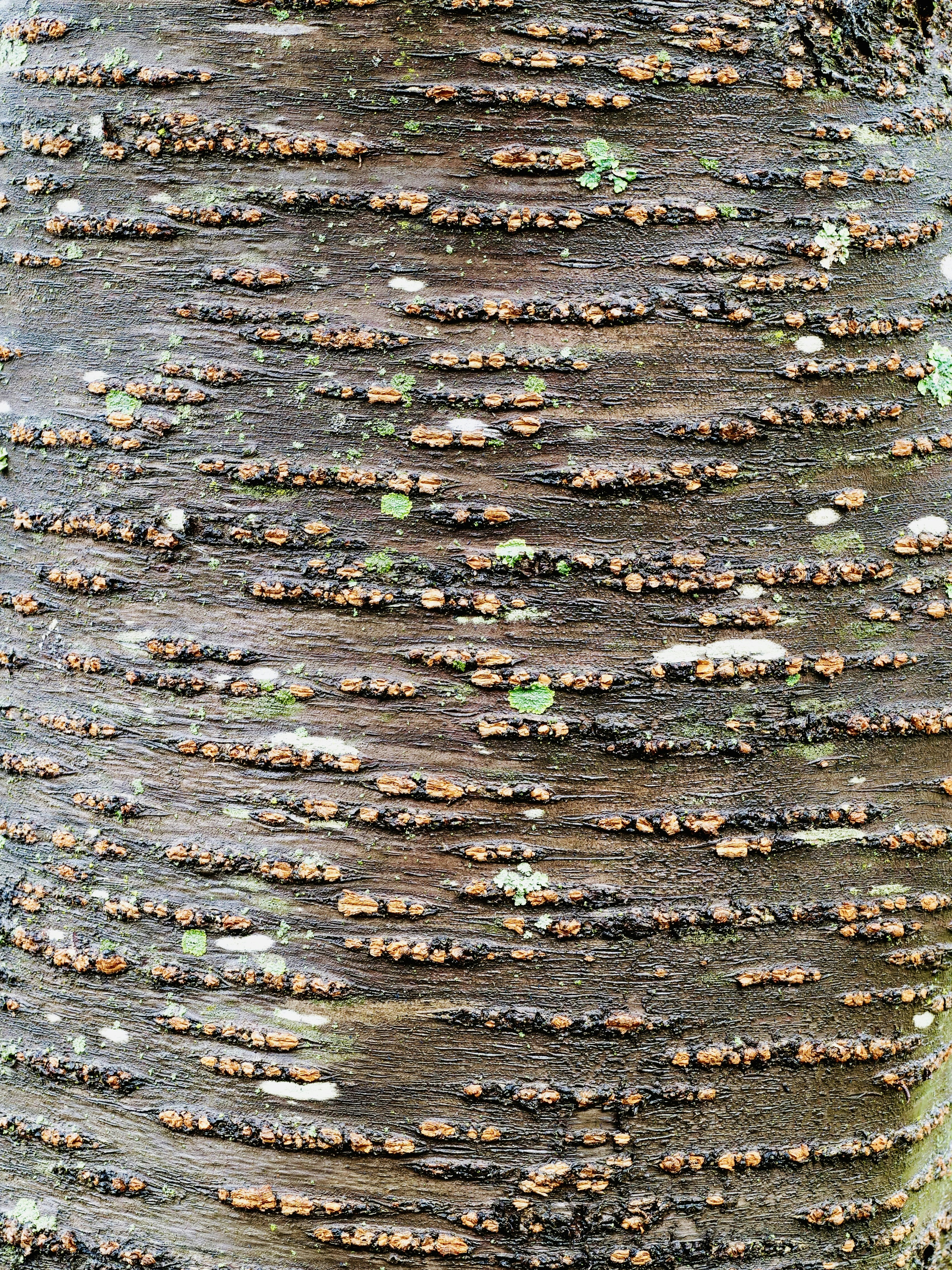 Lichen- speckled bark: a textured close encounter with a weathered trunk