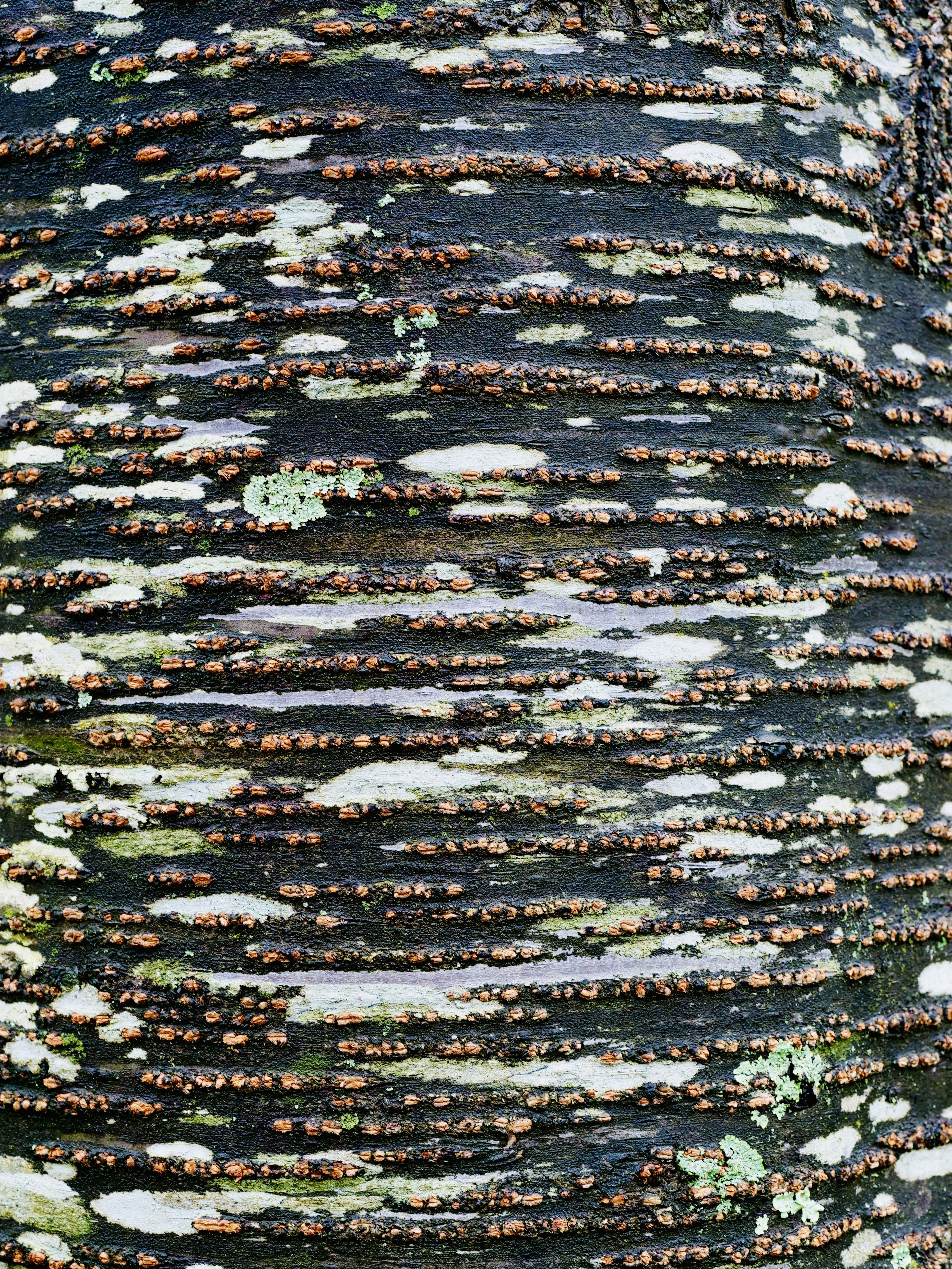 Lichen-etched Bark: Strata of Time on Weathered Wood