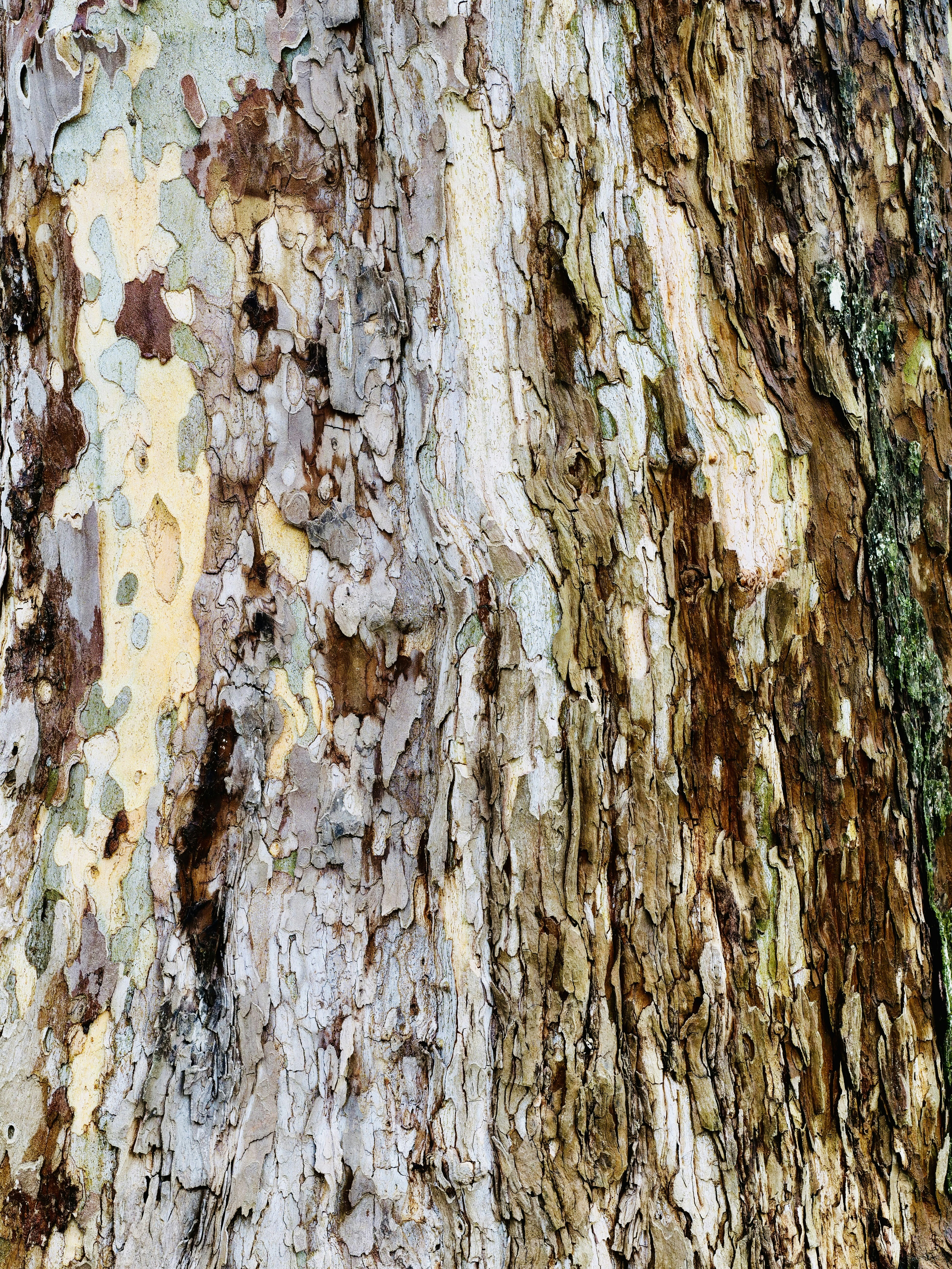 Bark Mosaic: A Textured Portrait of a Tree Trunk