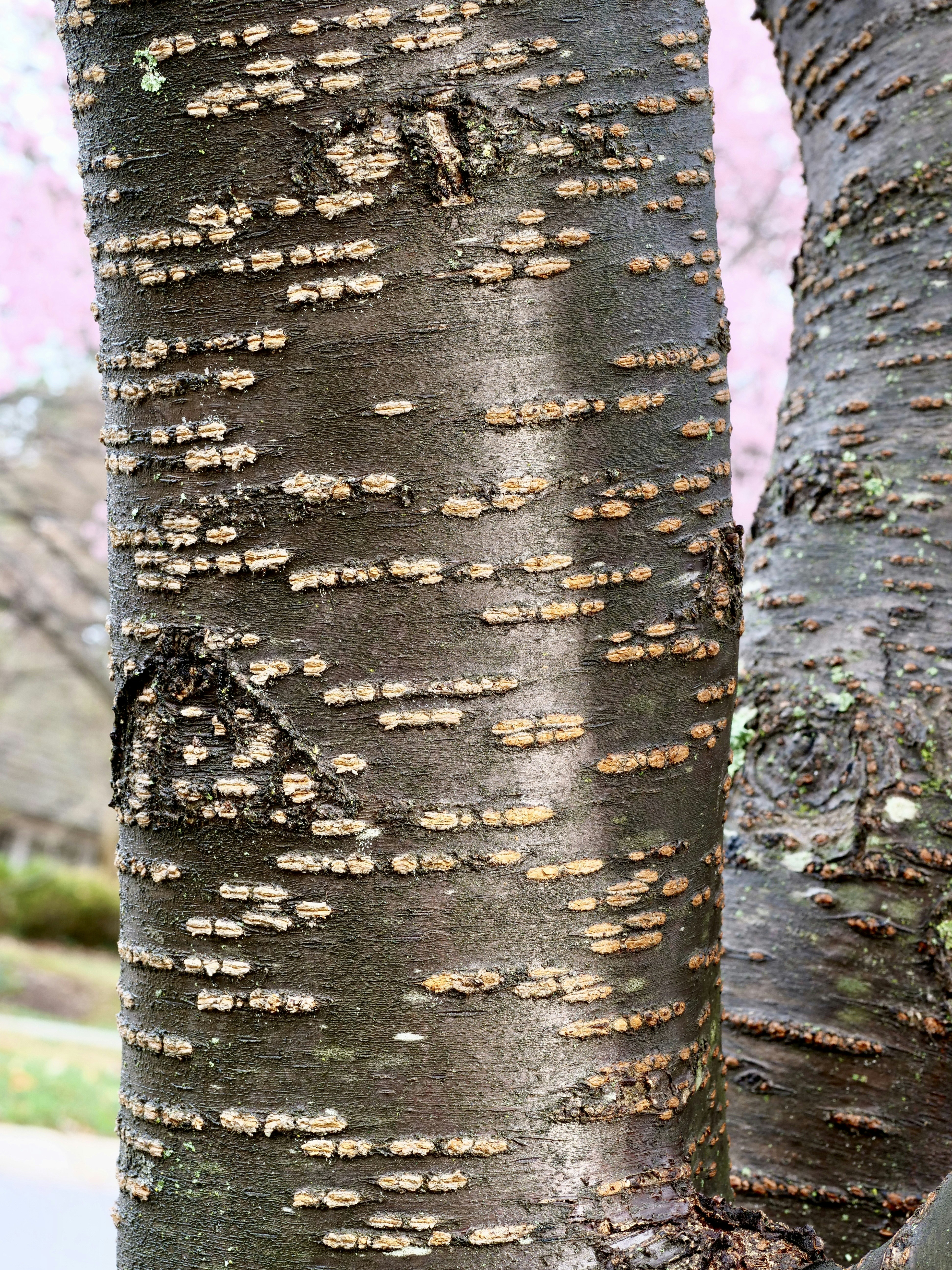 Birch Bark Portrait: Pink Blossoms Beyond the Trunk