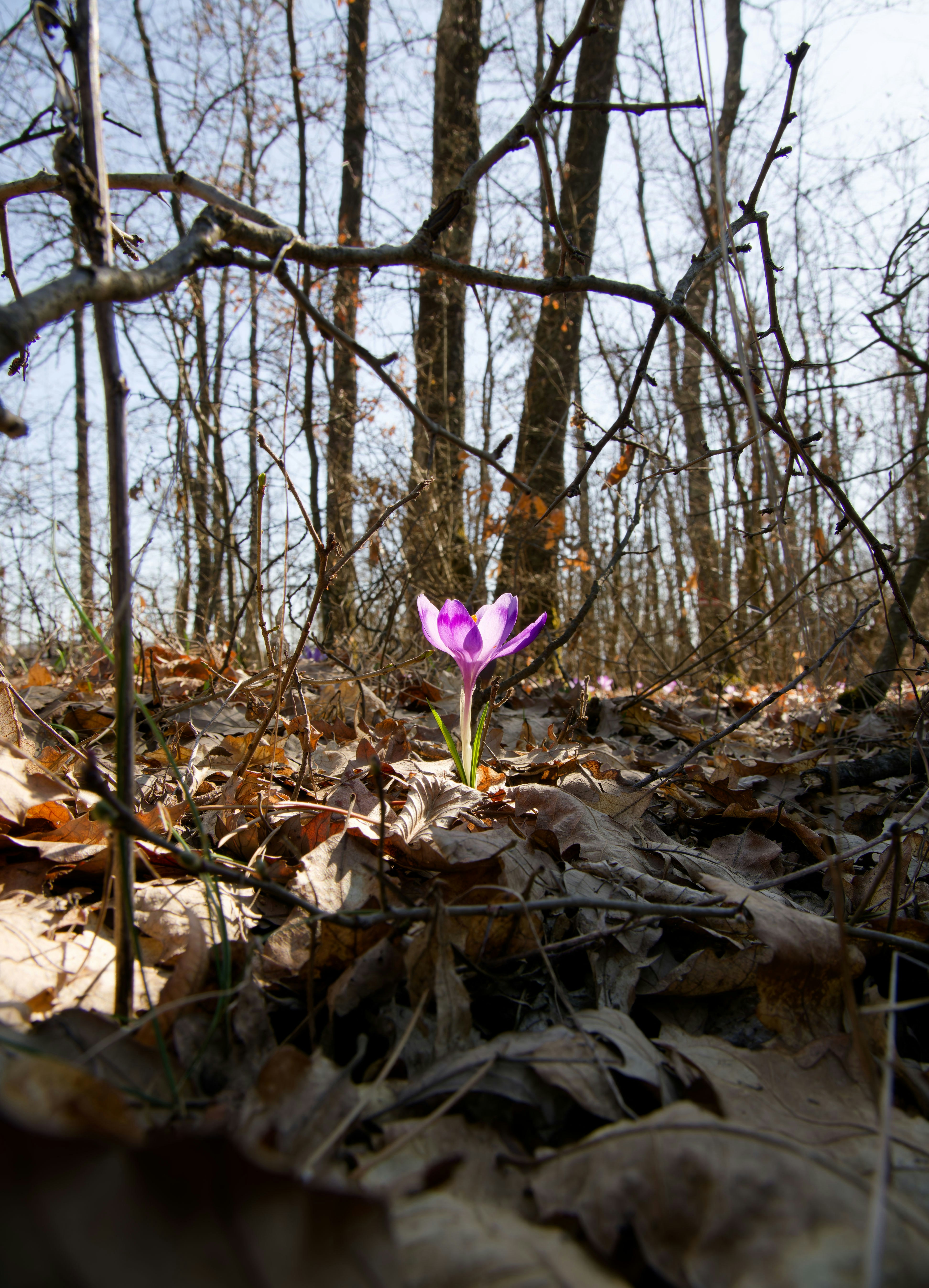 Primrose in the Leaf-Litter: A Lone Purple Bloom in a Quiet Forest