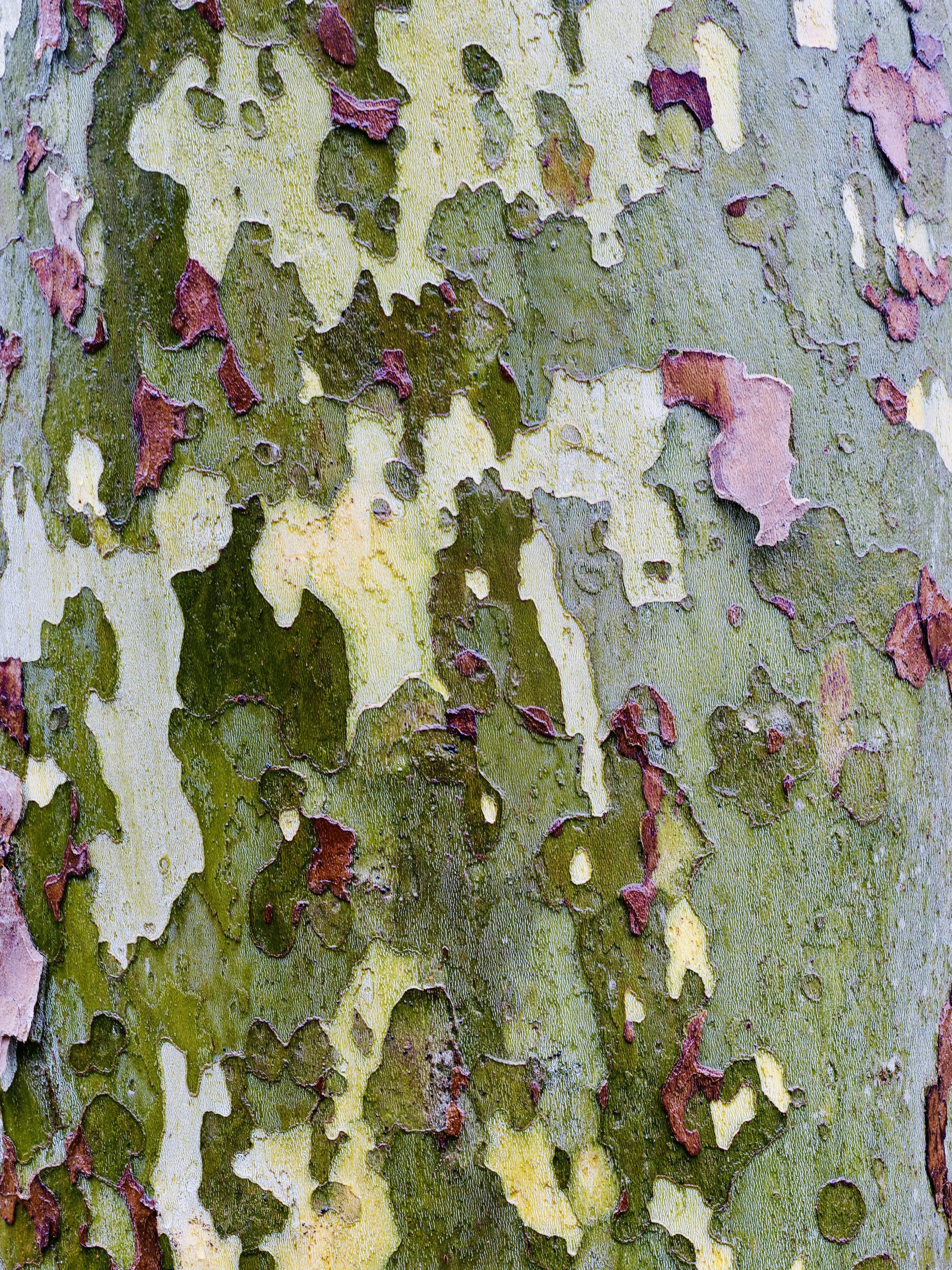 Painted Bark Mosaic: A Close Study of Textured Camouflage on a Tree Trunk