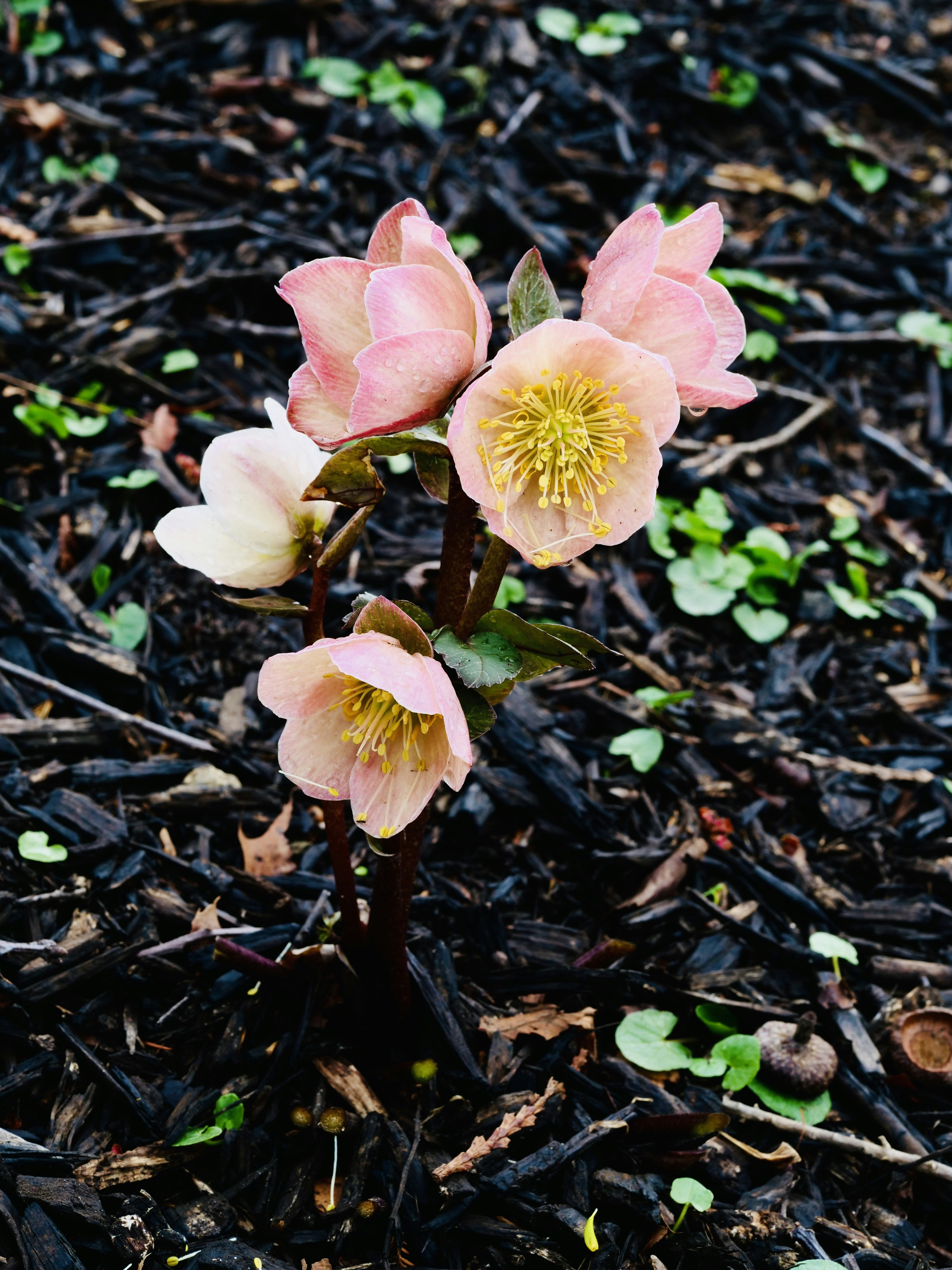 Blush Helix: Pink Hellebore in Charred Mulch