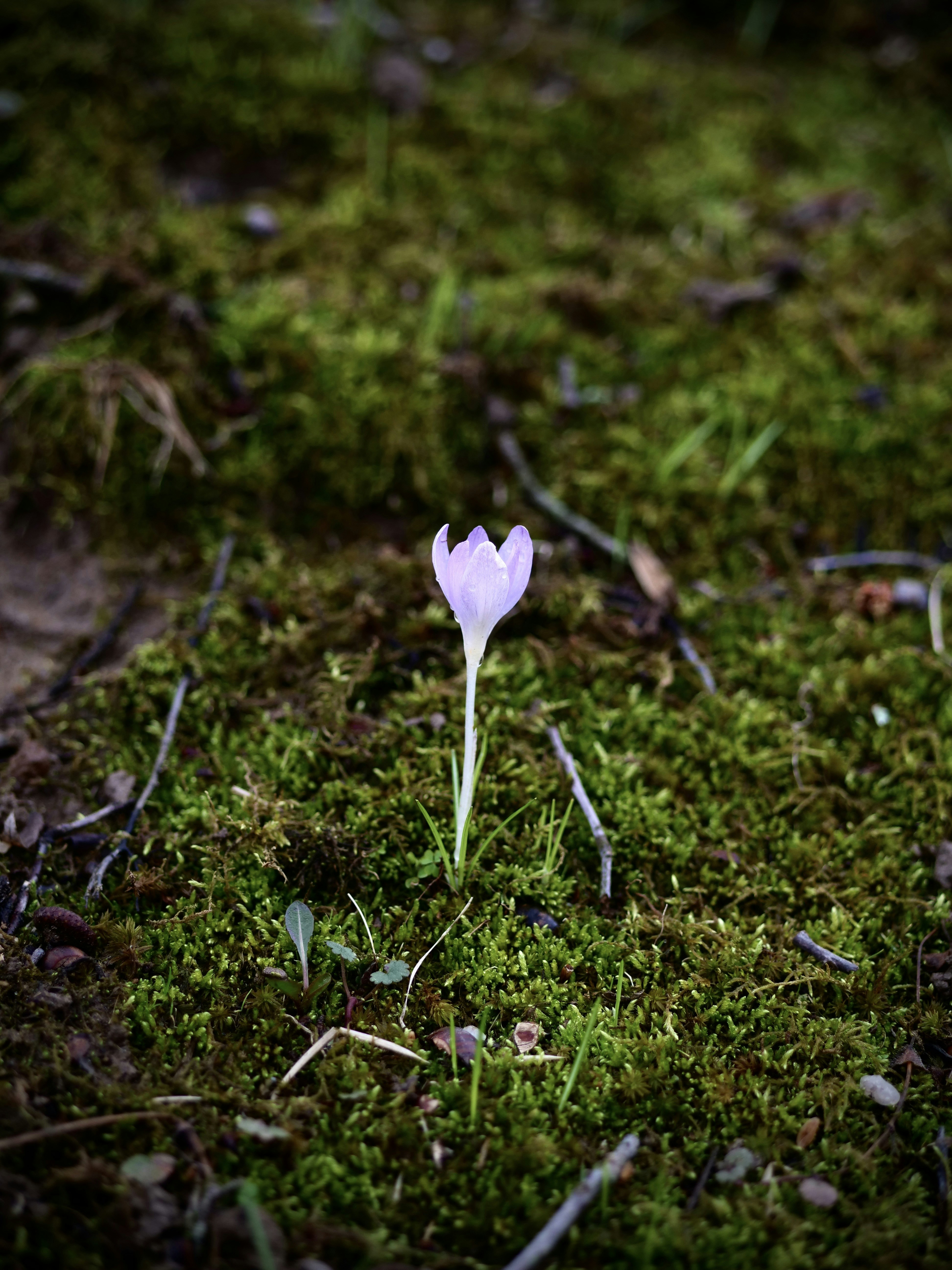 Single Violet Bloom Rising from Mossy Ground
