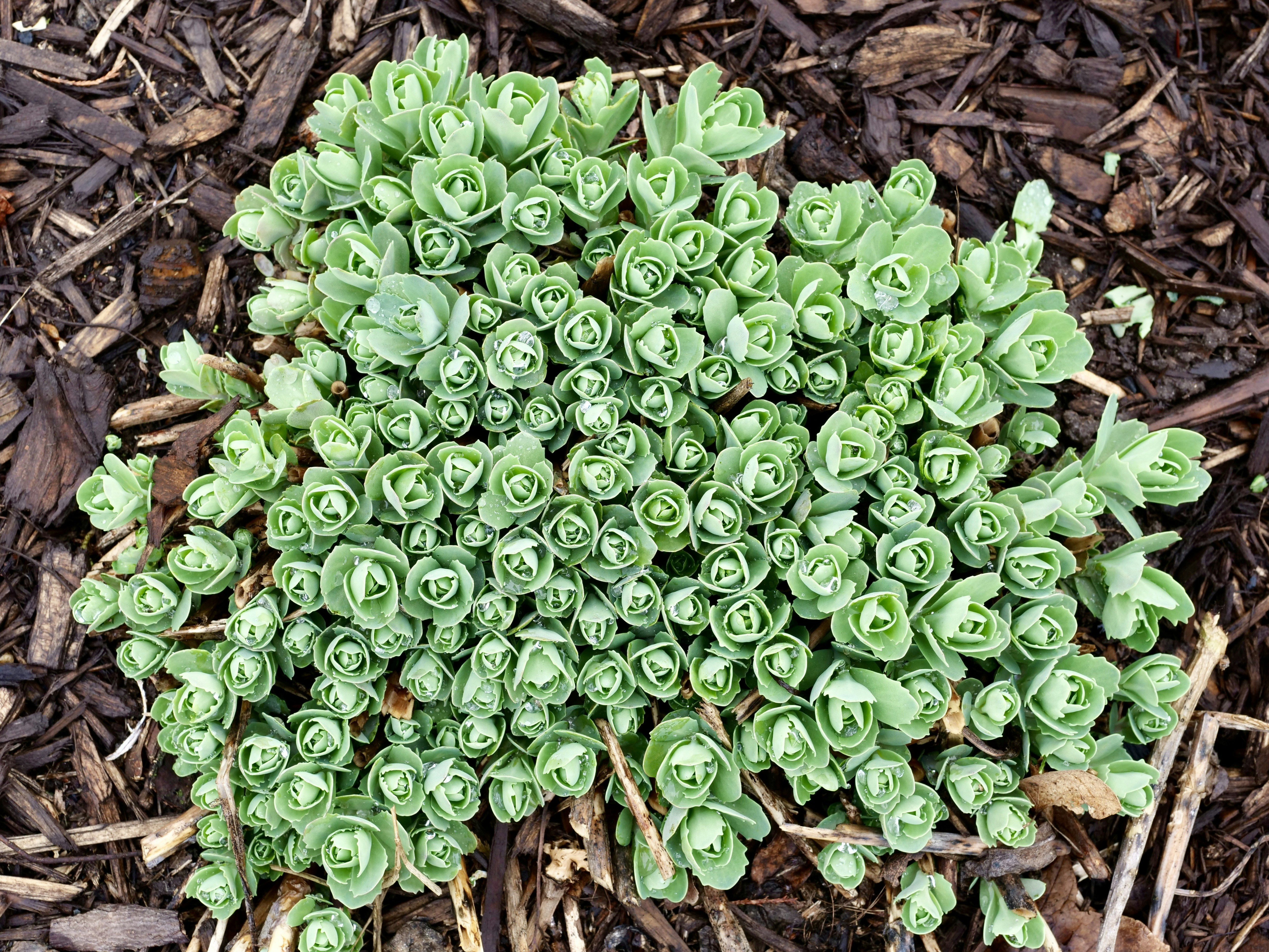 Centred Carpet of Rosette Succulents