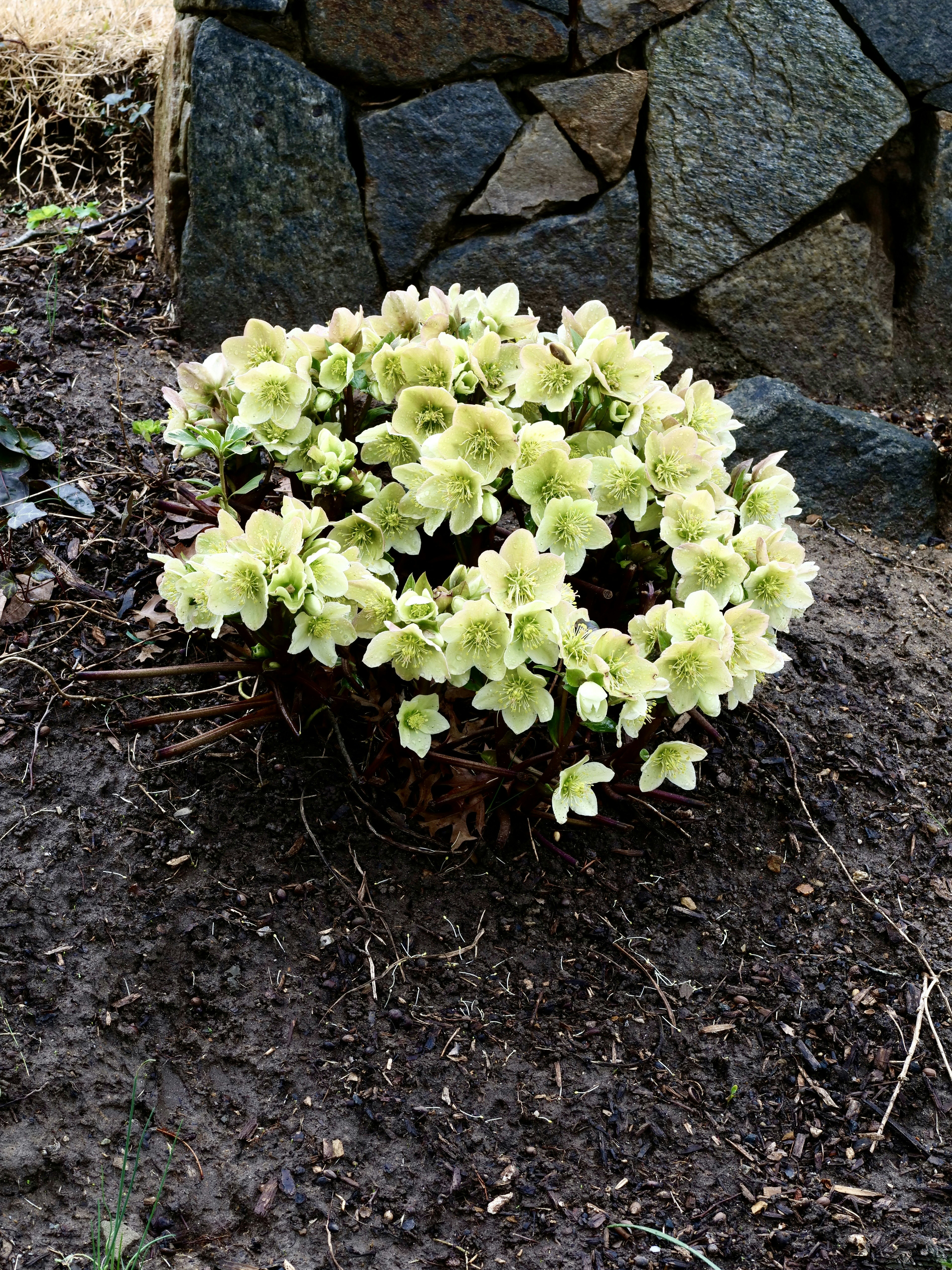 Green-tinged Helianthus Crown: A Tender Clump by a Stone Wall