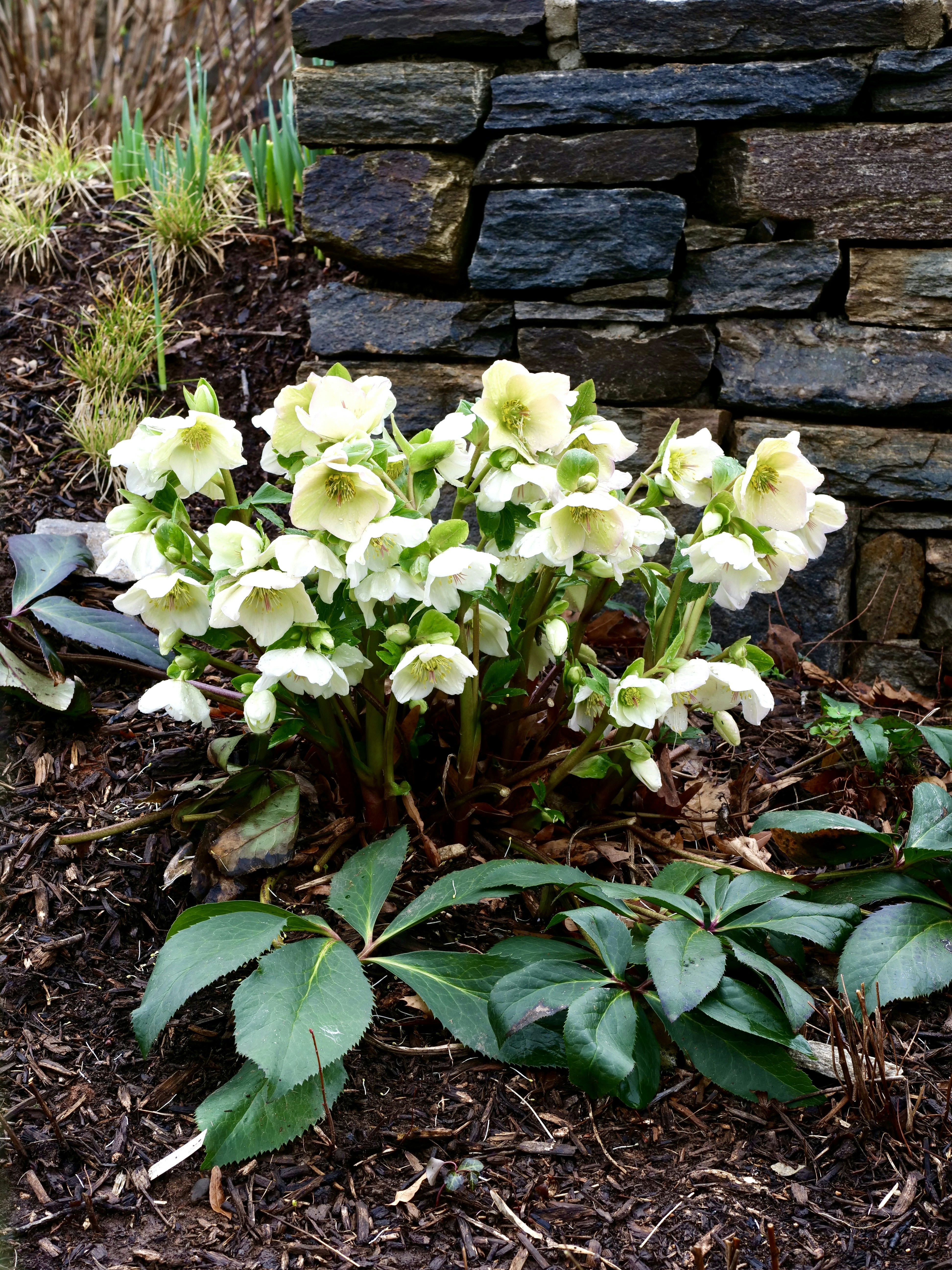 Cream-Hued Blooms Against a Stony Backdrop