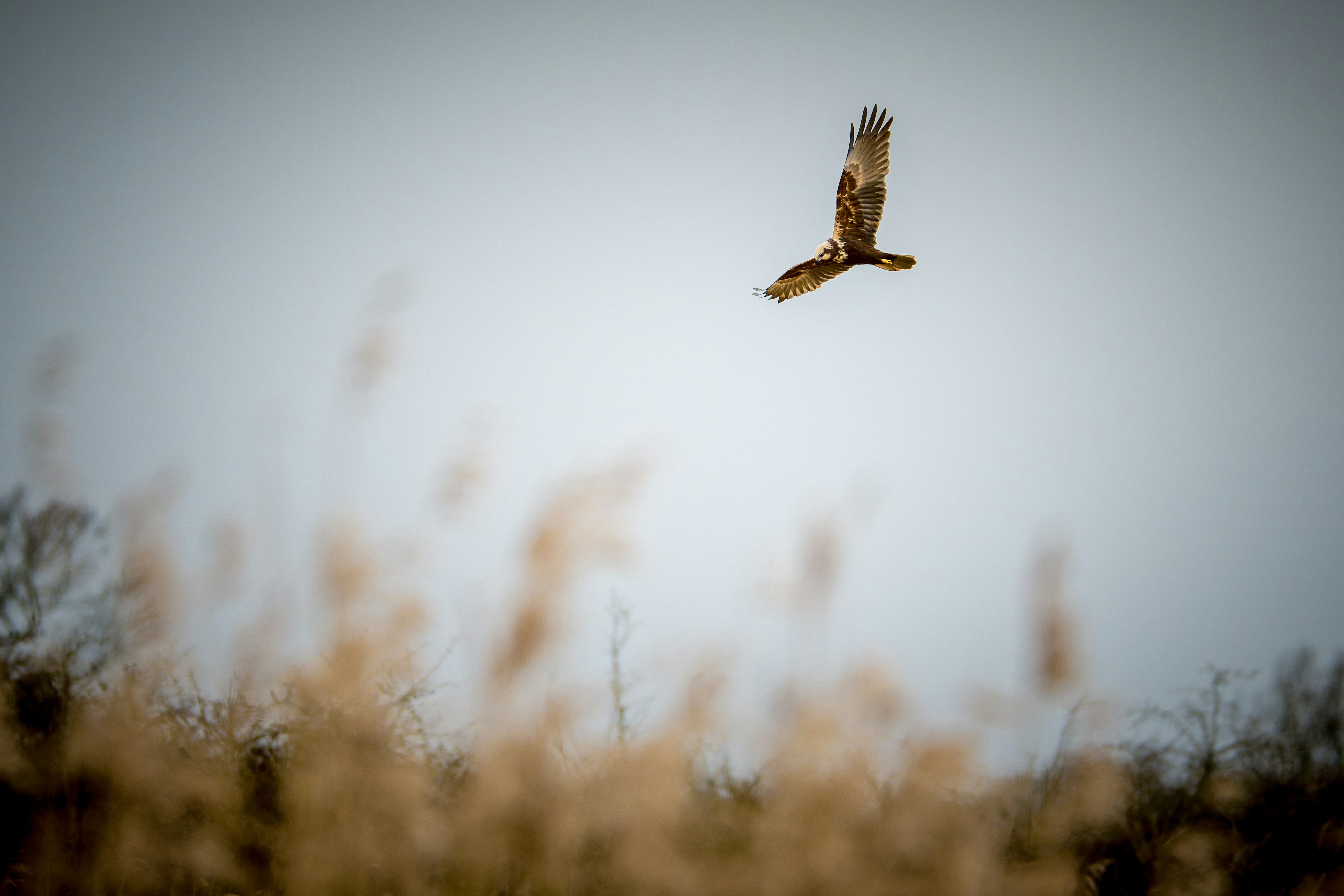 Raptor over the Golden Brush: A lone hawk traces the kite of the sky
