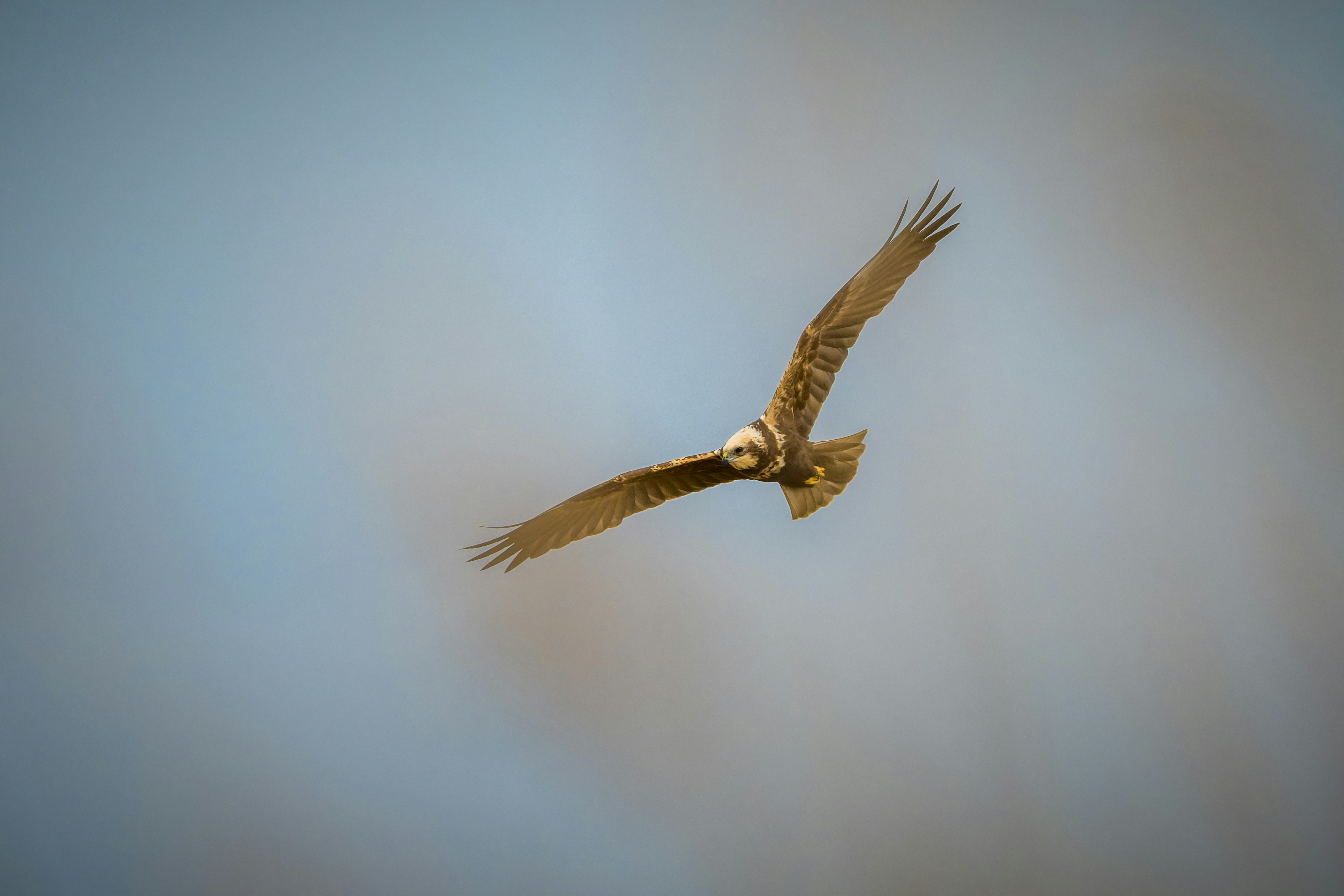 Wings of a Lone Hunter over a Soft Sky