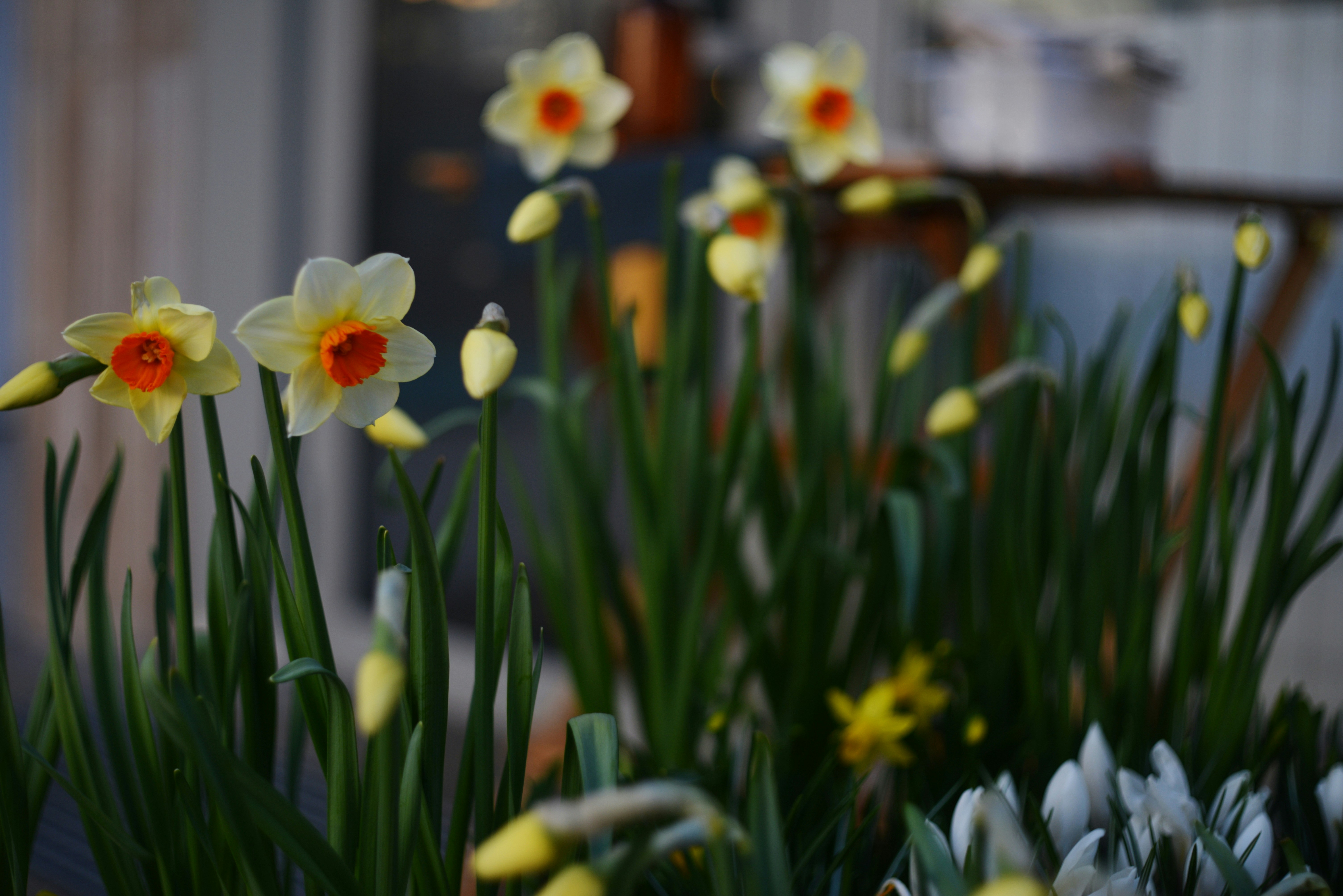 Daffodils in soft focus bloom amid a blurred garden backdrop