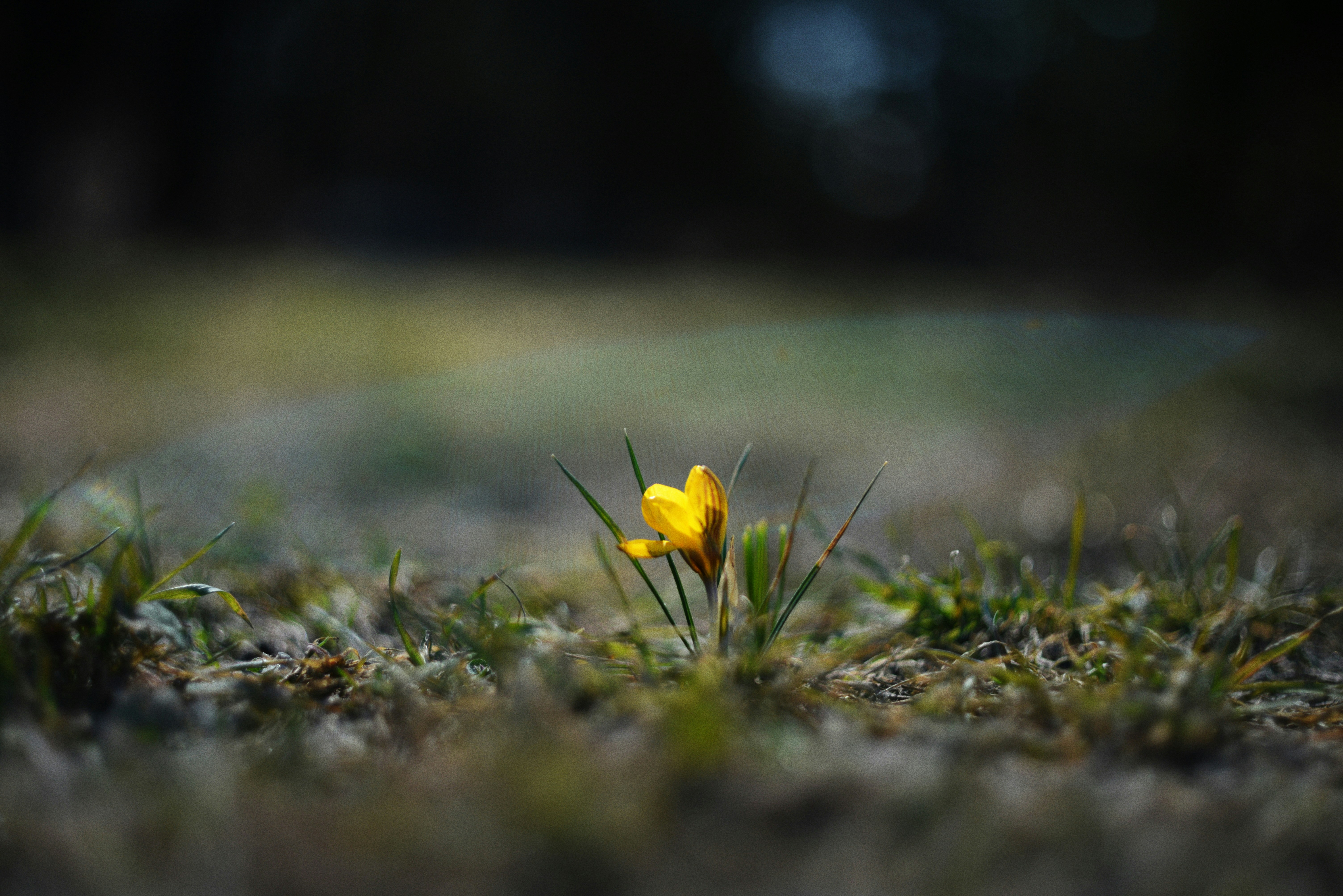 Daffodil Moment in a Quiet Meadow