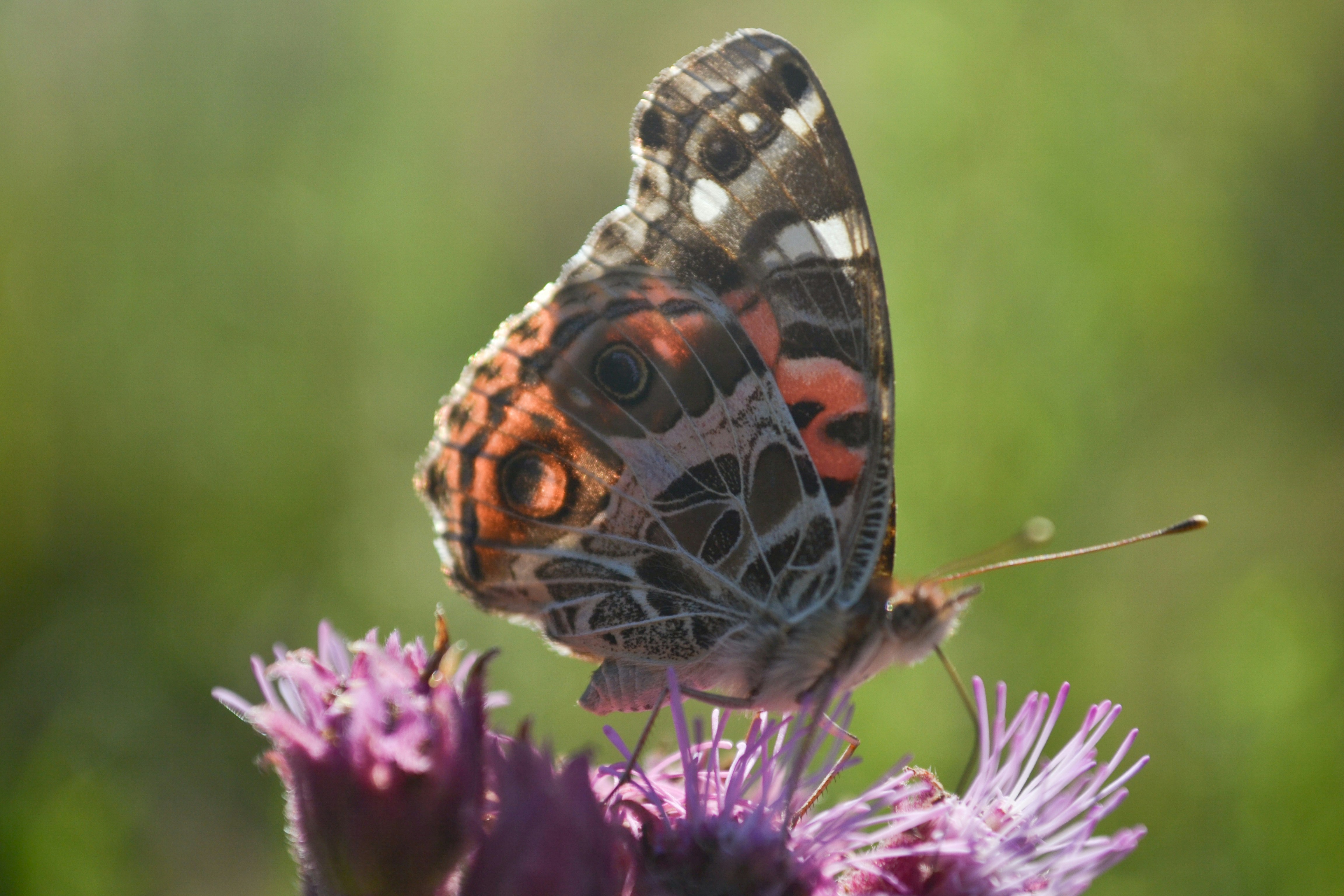 Close-up of a Painted Habitat: Butterfly on a Purple Bloom