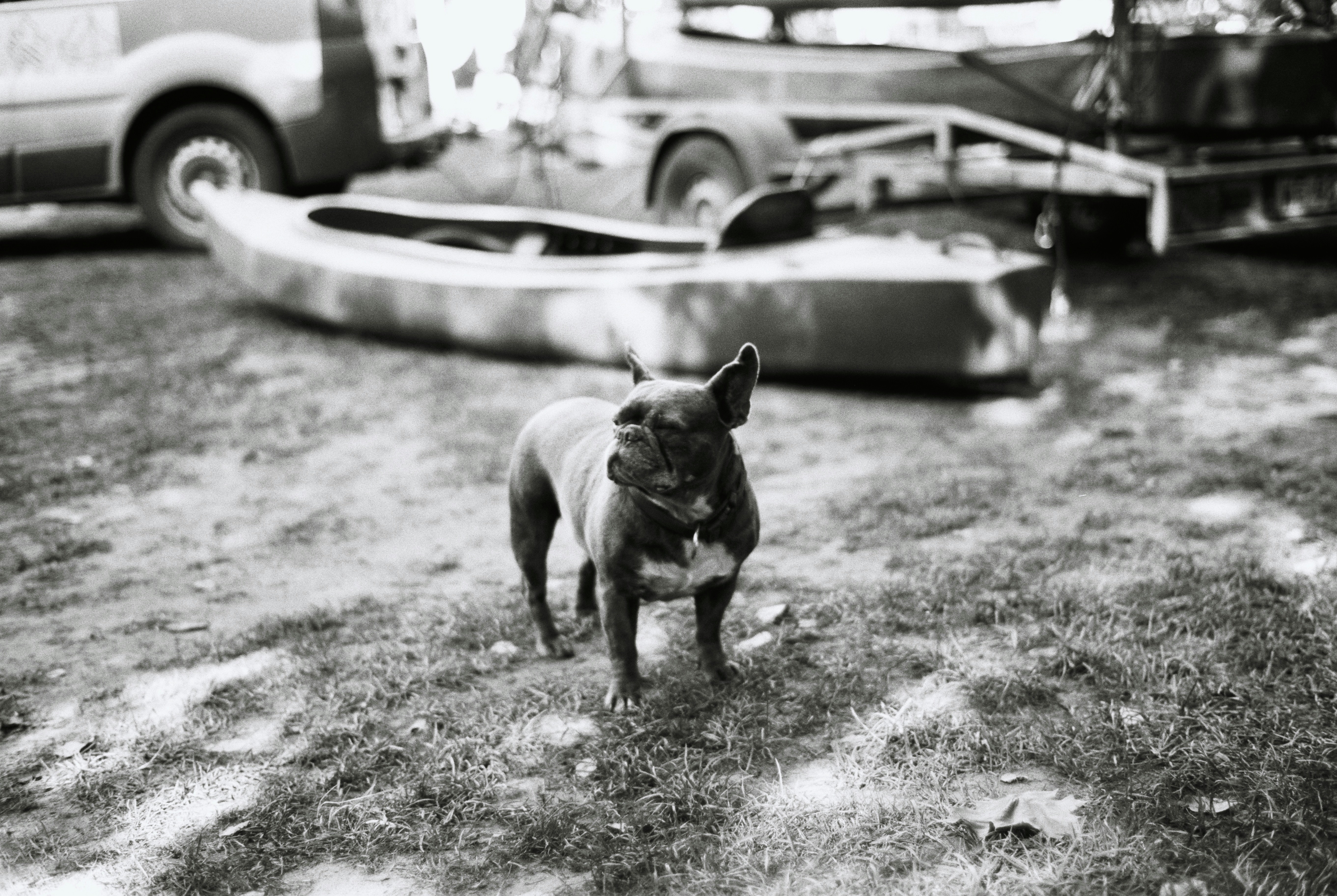 Small Grunter in a Quiet Camp by the Water