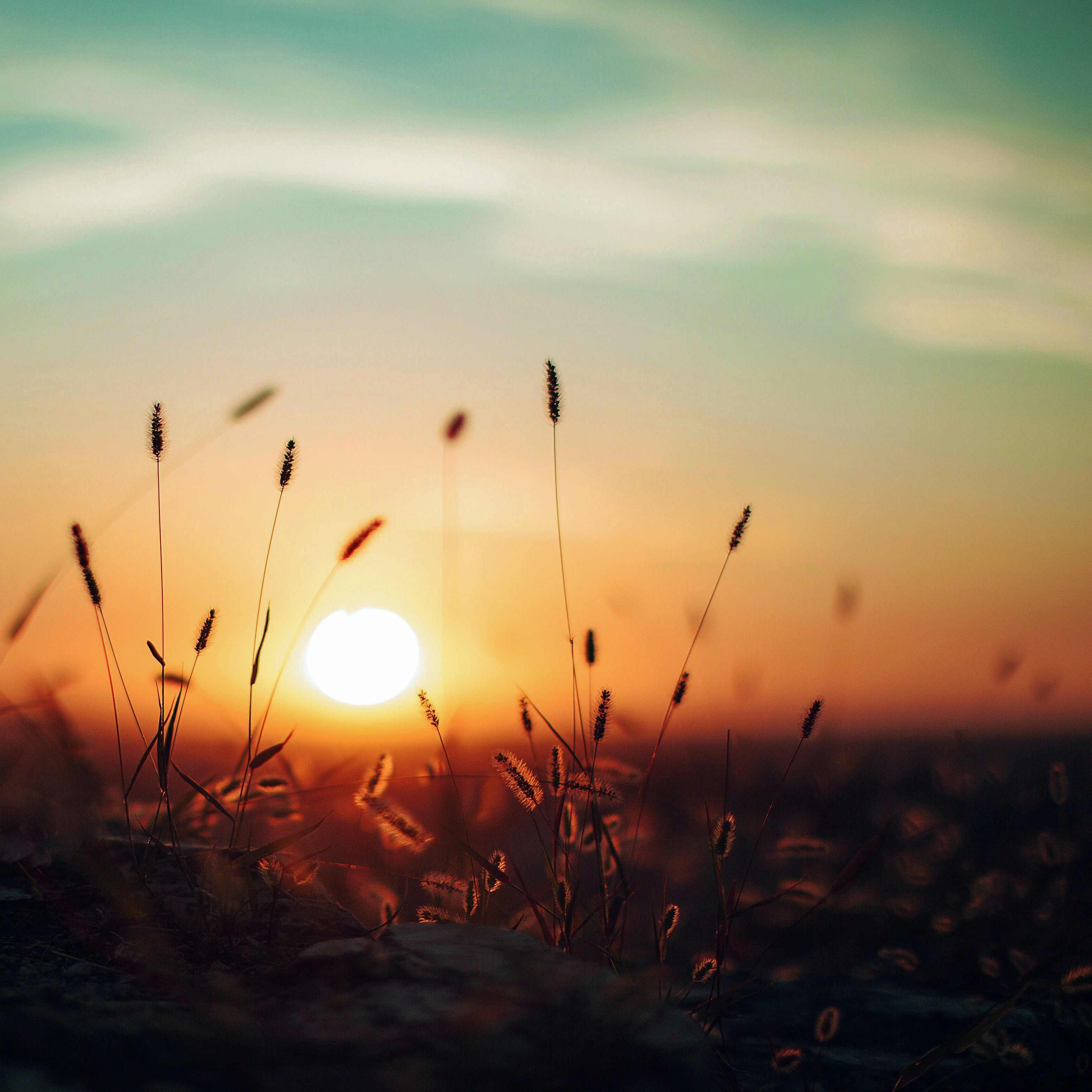 Sunset Whisper: Grass, Light, and a Quiet Horizon