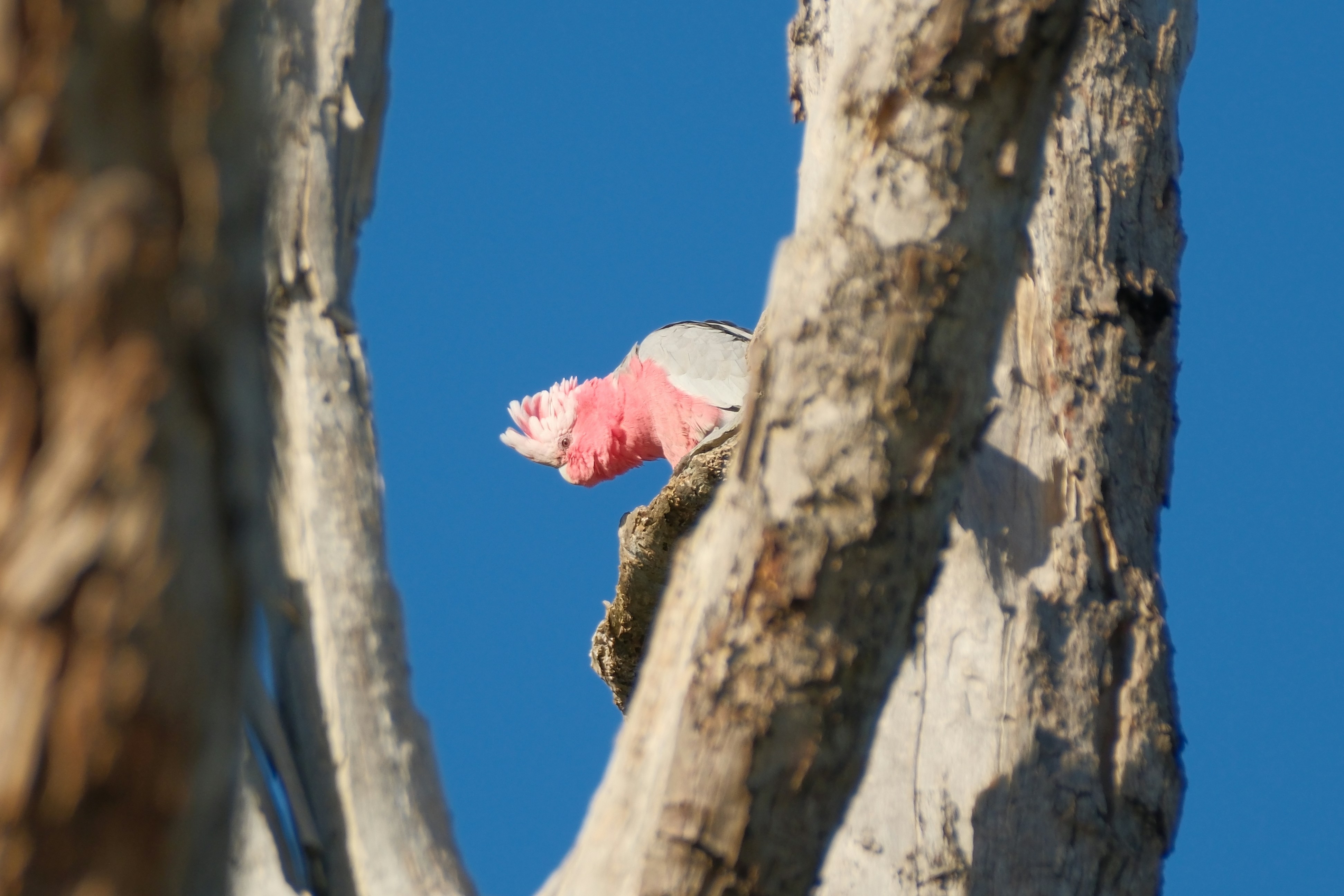 Pink-bearded Lomg-eared Bird Peering from Between Bark