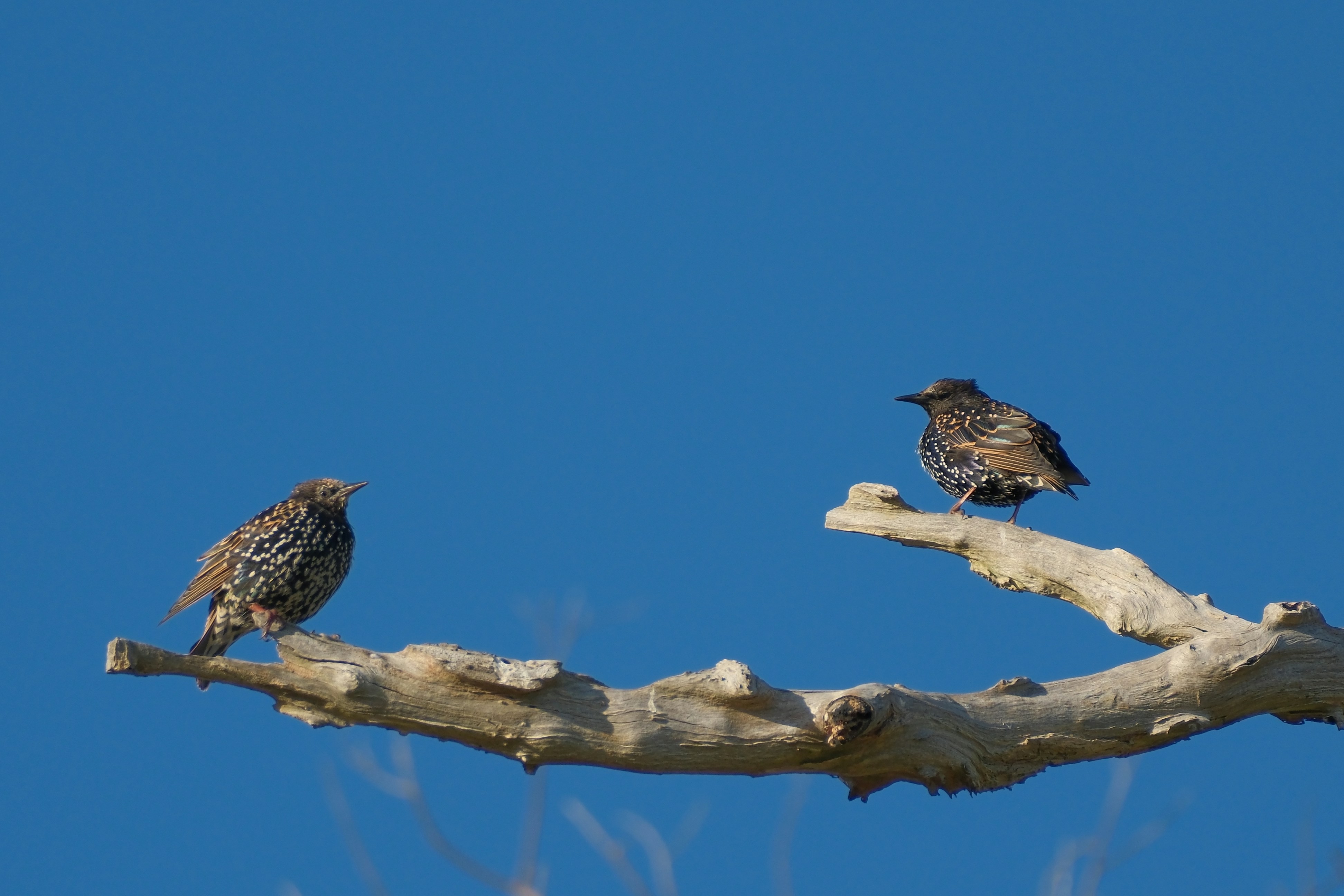 Two Starlings on a Weathered Branch under a Clear Sky