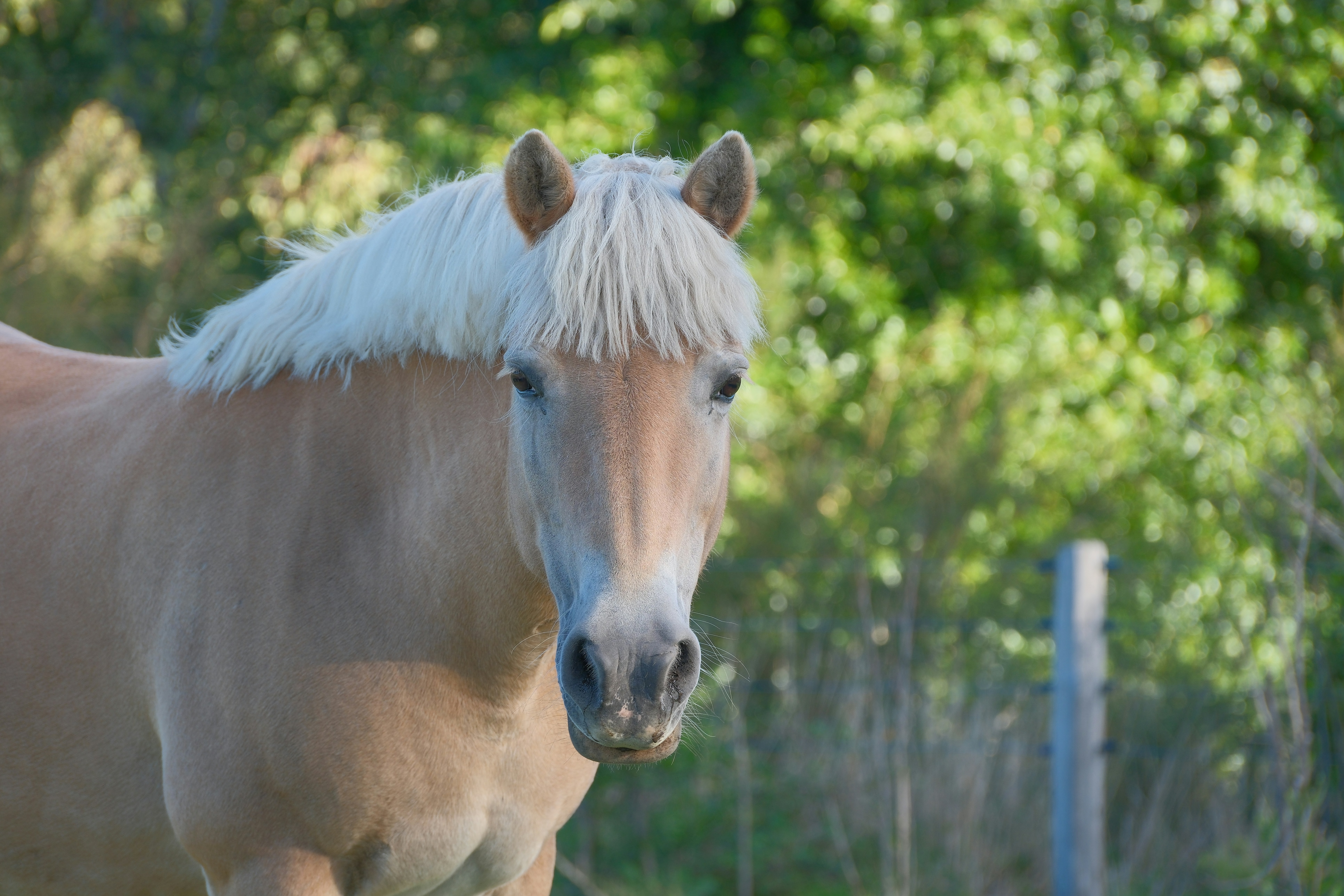 Portrait of a Palomino in Sunlit Pasture
