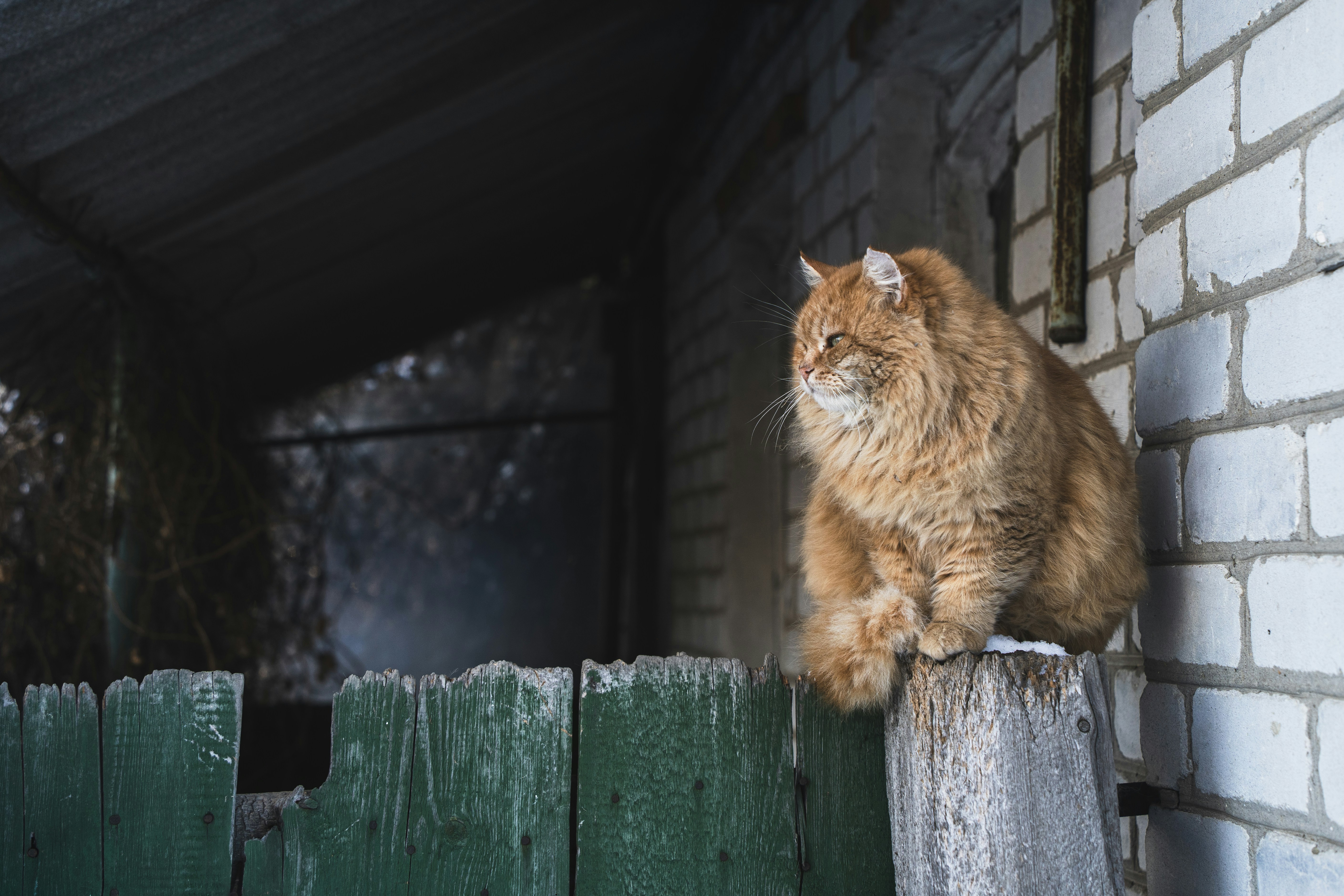 Sunlit Ferreted Guardian: A Plump Orange Cat Watches from a Weathered Fence