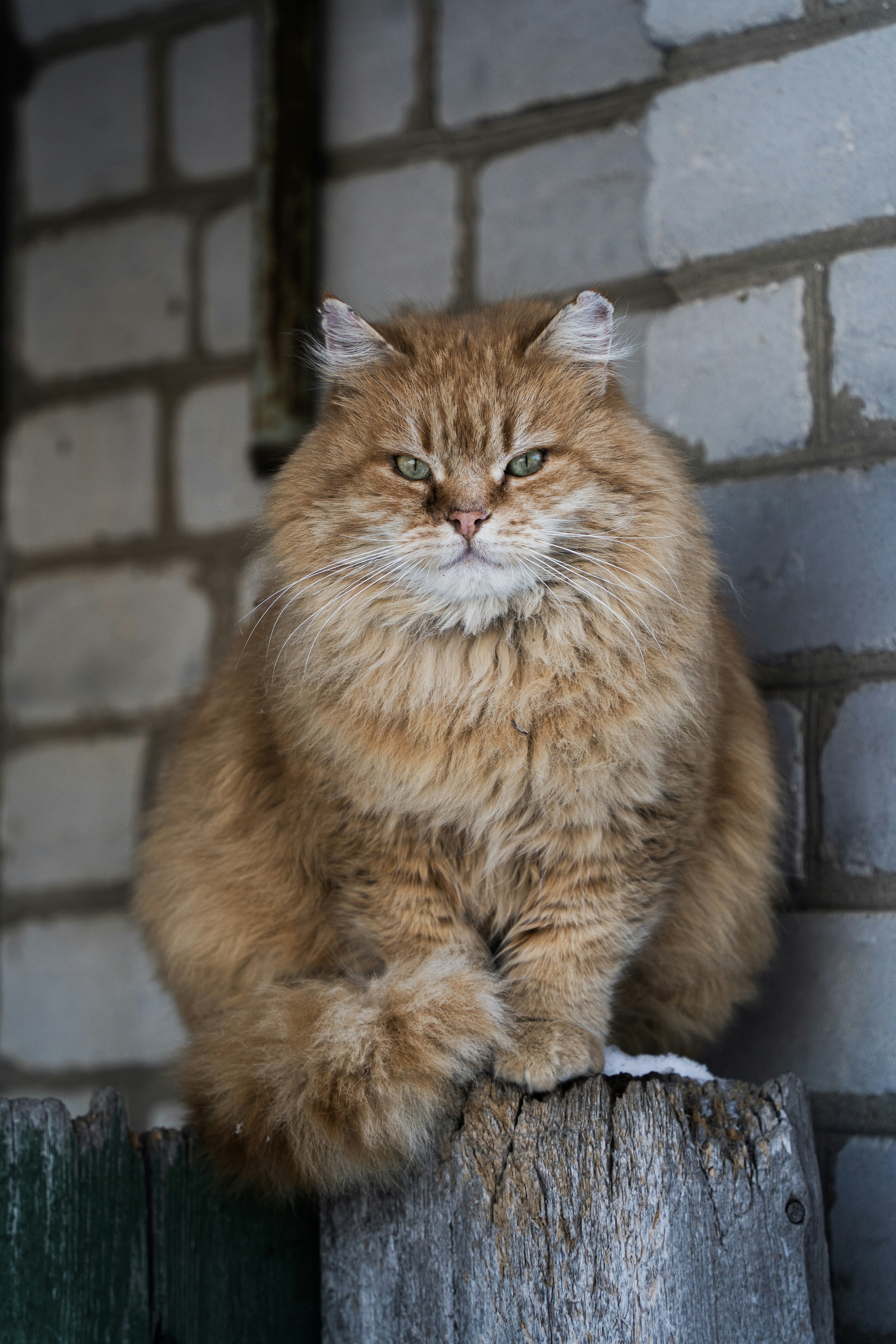 Stern-Faced Feline Sentinel on Weathered Post