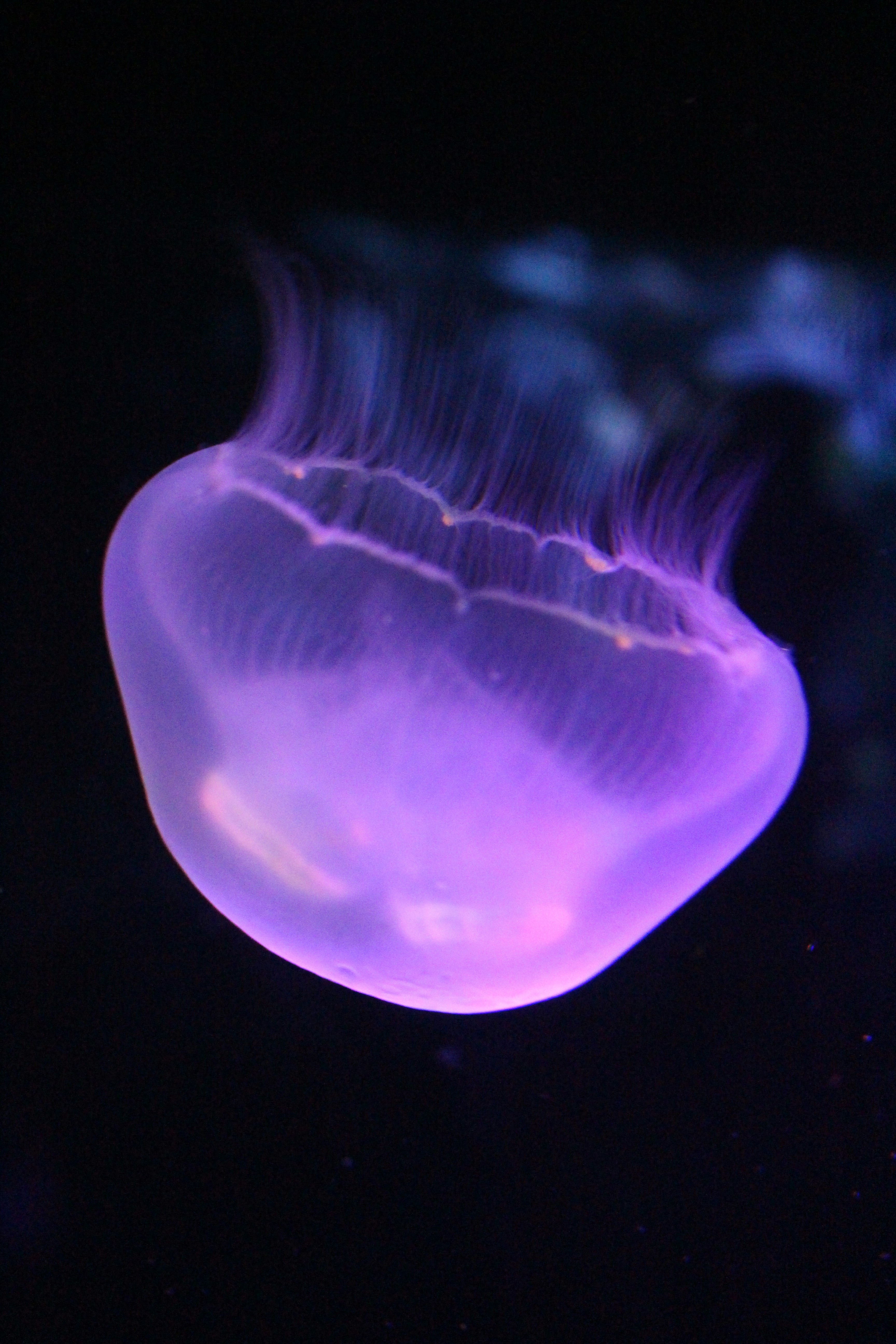 Luminous Jelly: a Neon-Purple Drift in the Dark