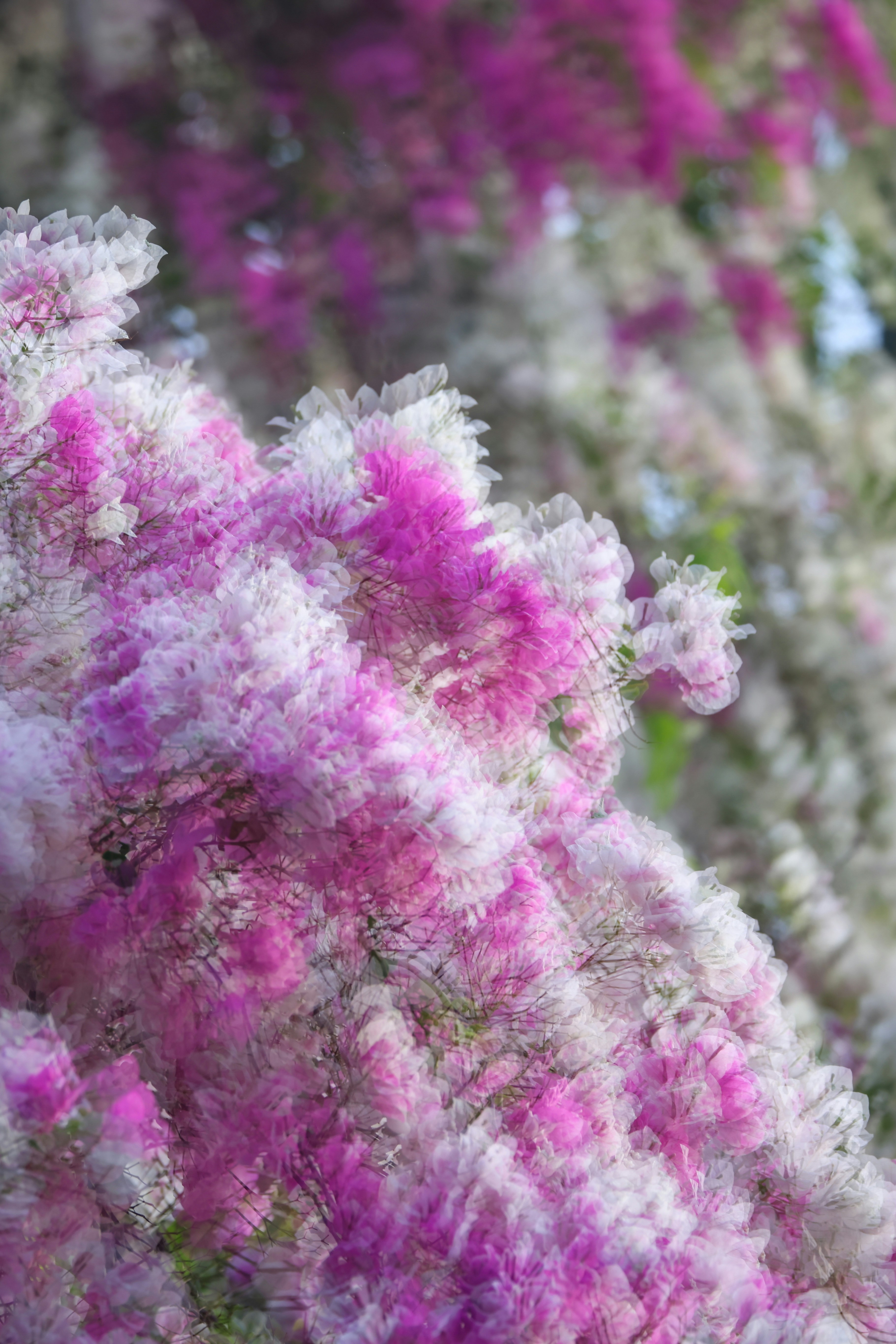 Pink Smoke of Blooms: A Portrait of Nebulous Florals
