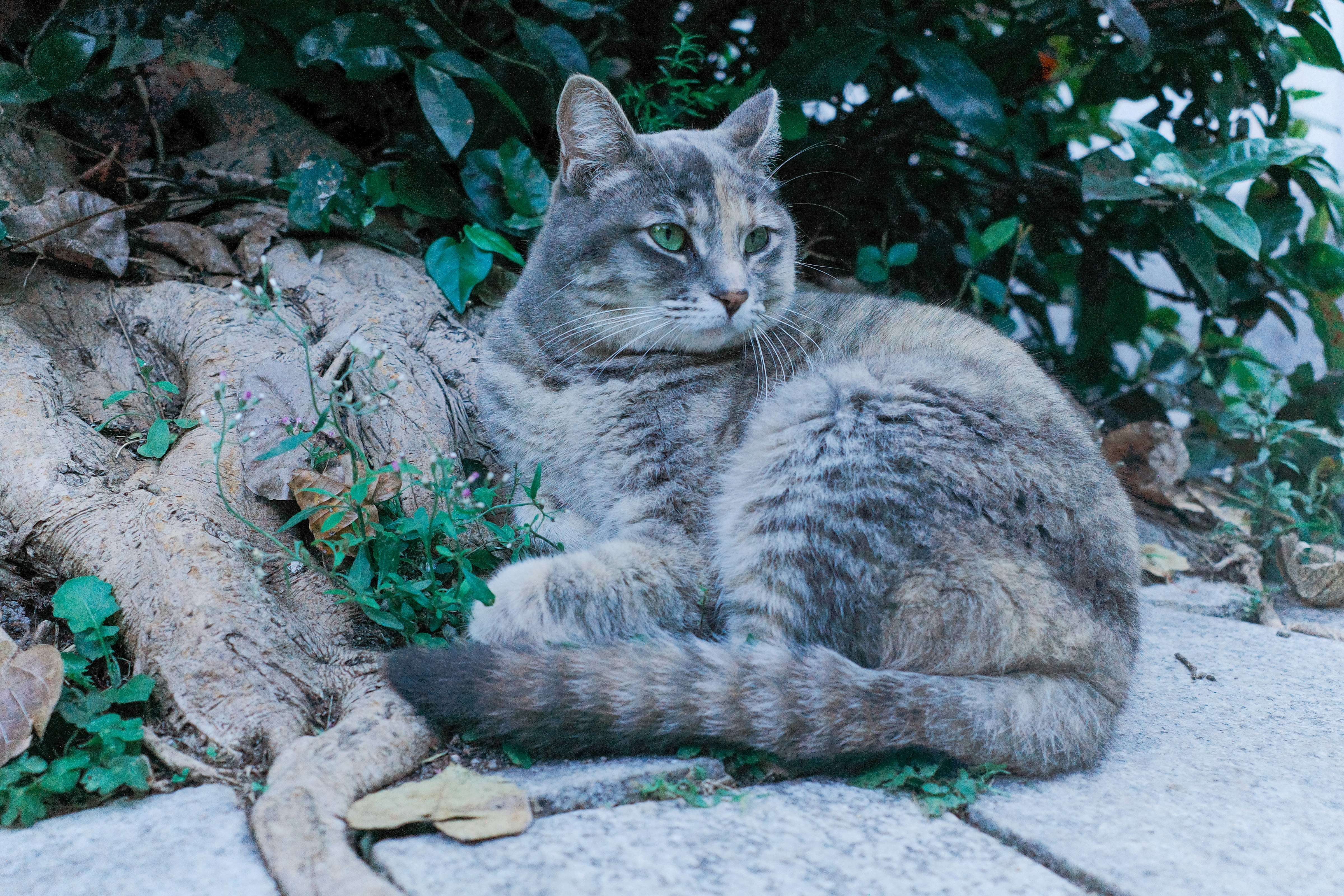 Coiled Calm: A Neatly Groomed Cat Resting by Stone and Foliage