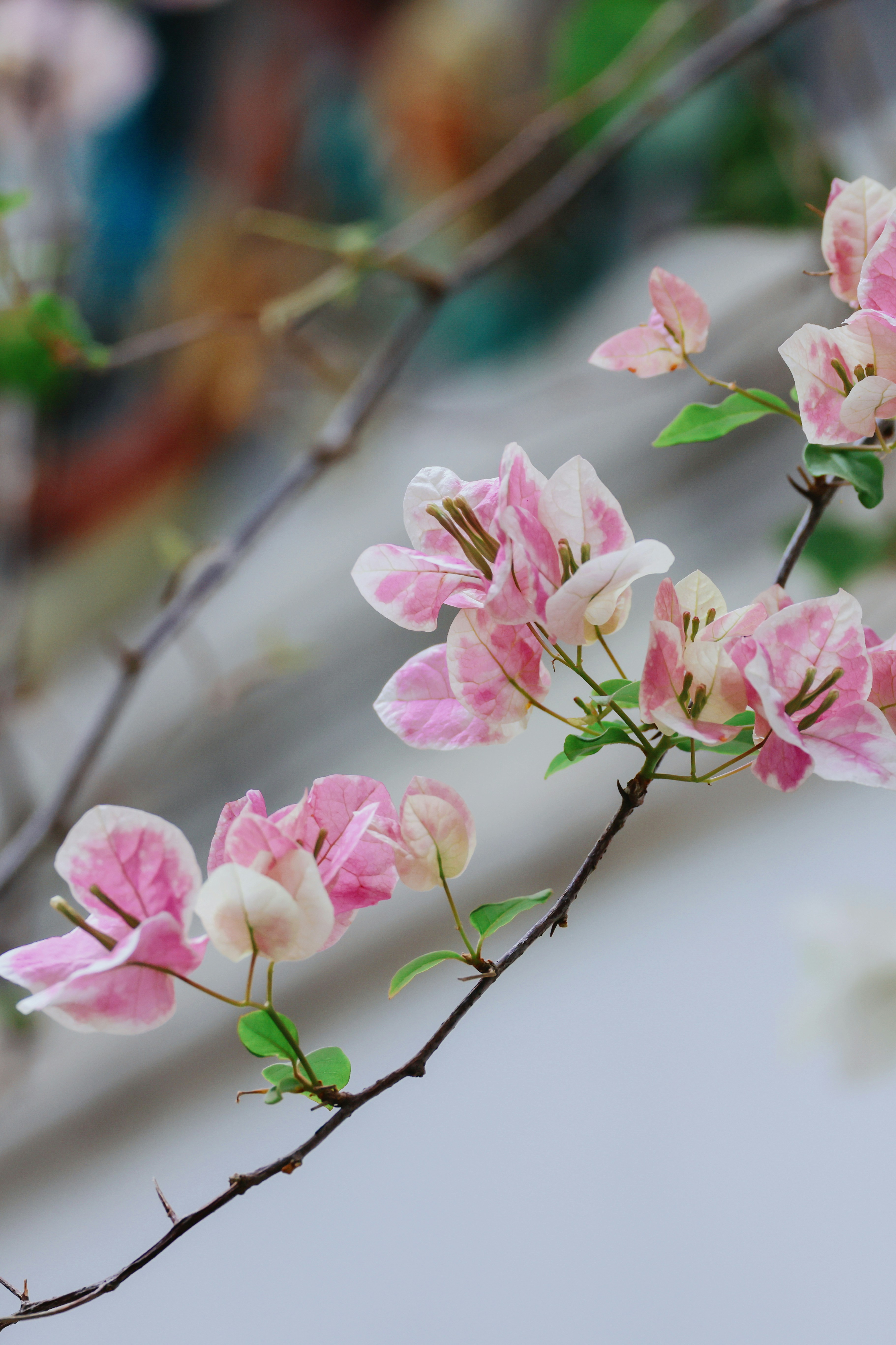 Pink Bougainvillea on a Winding Branch Against Soft Street Backdrop
