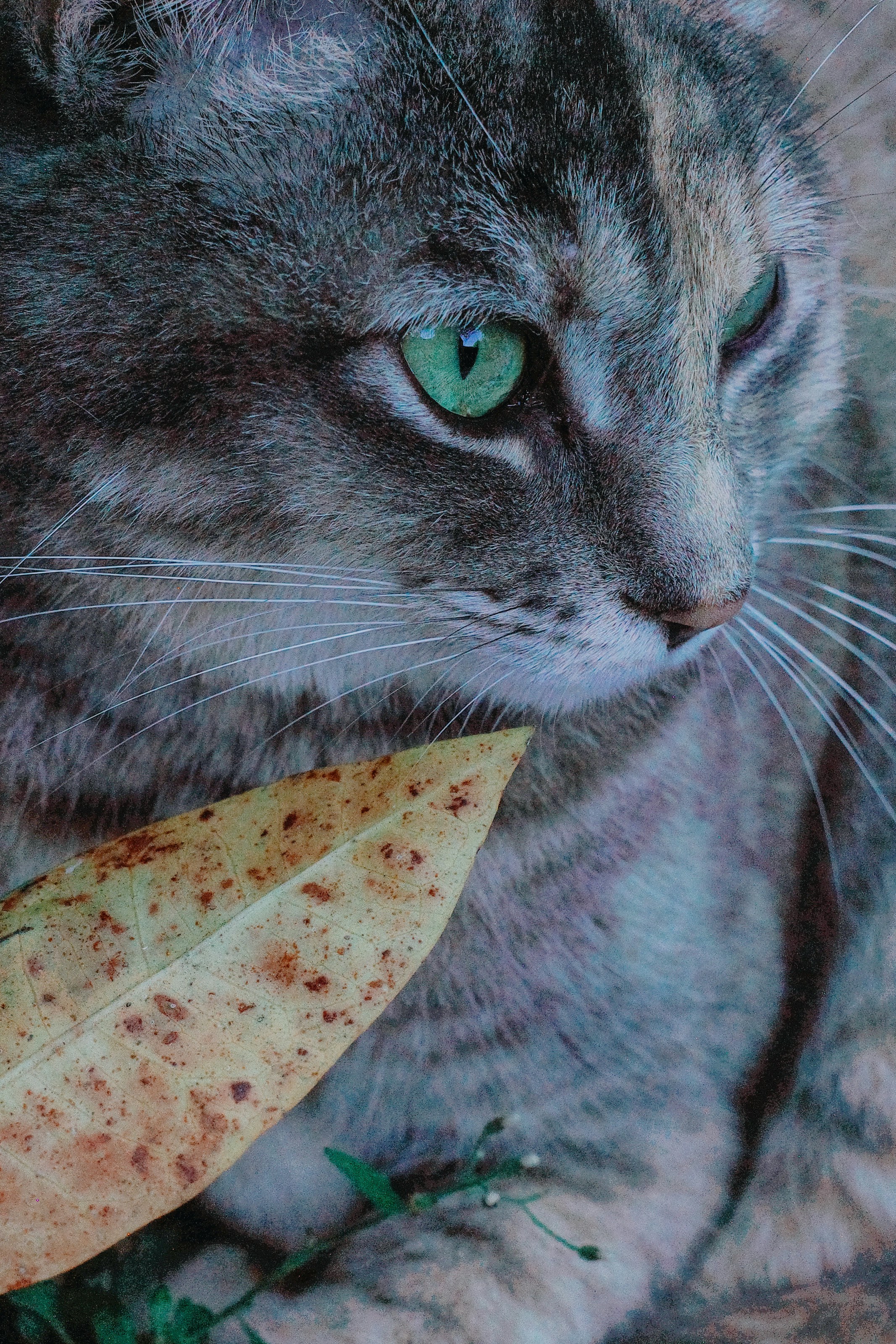 Cat's Quiet Gaze Amid Autumn Leaf