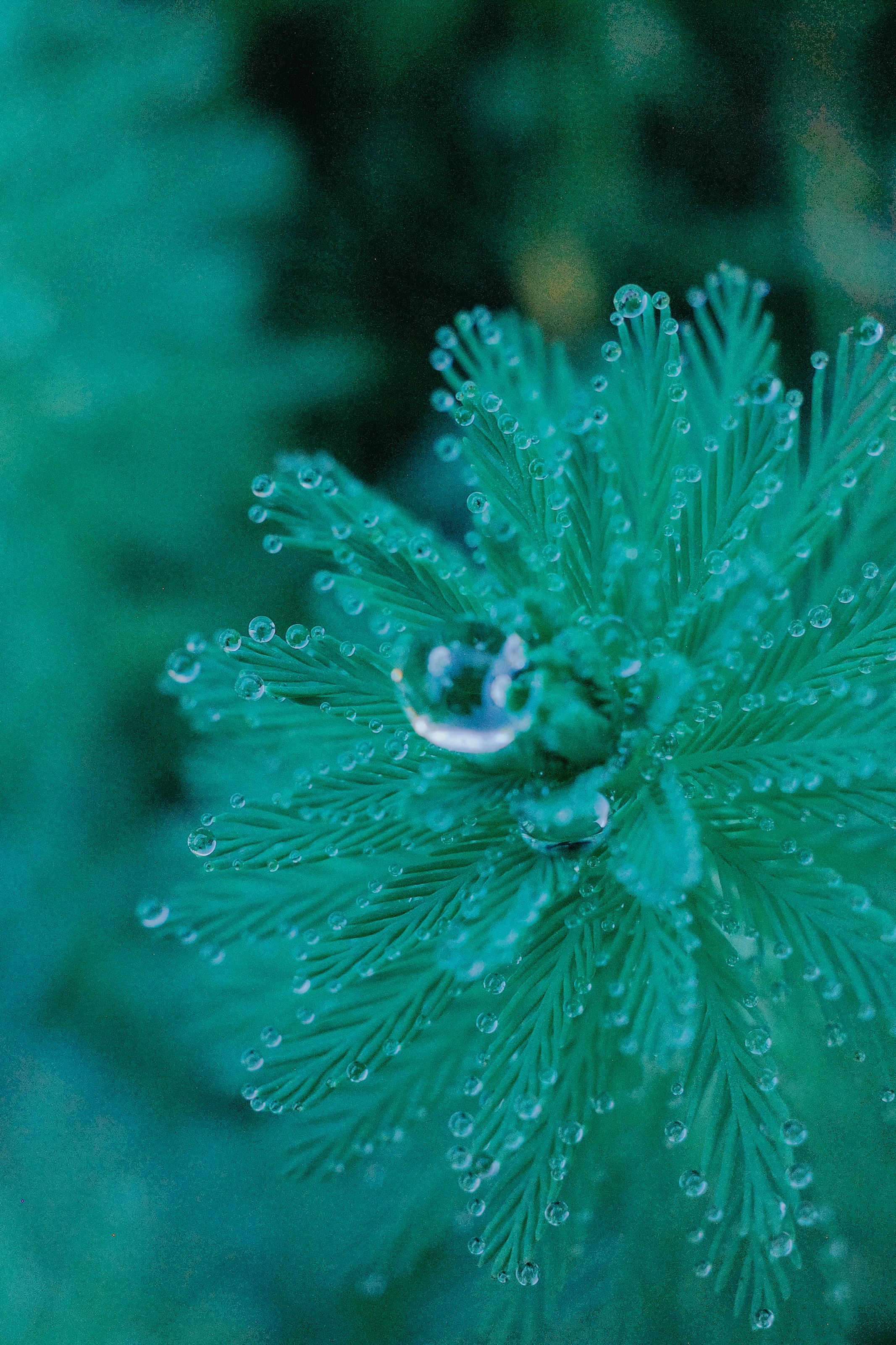 Dew-Touched Pinelet: A Macro Portrait in Teal
