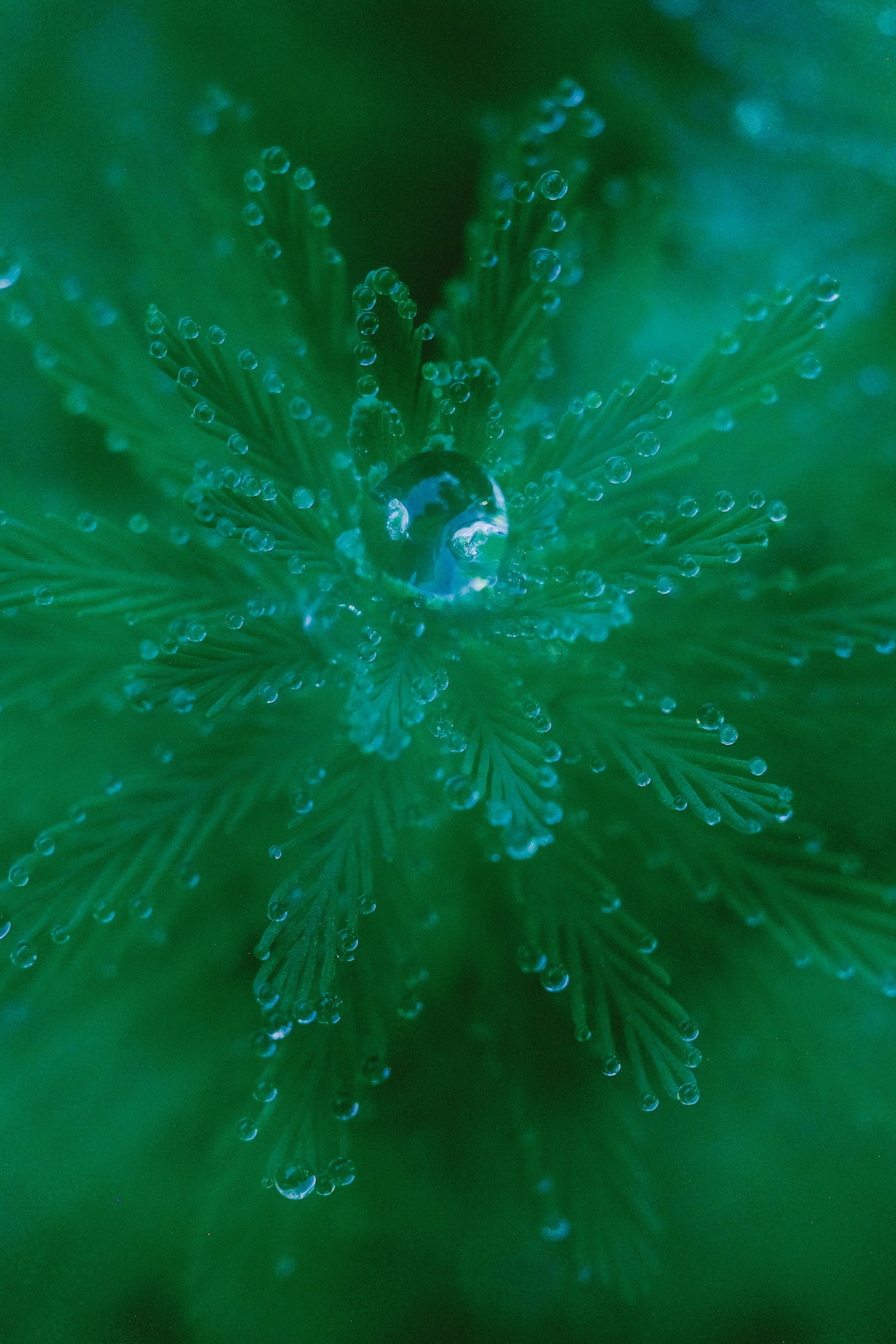 Dew-Kissed Fern Radials at Dusk