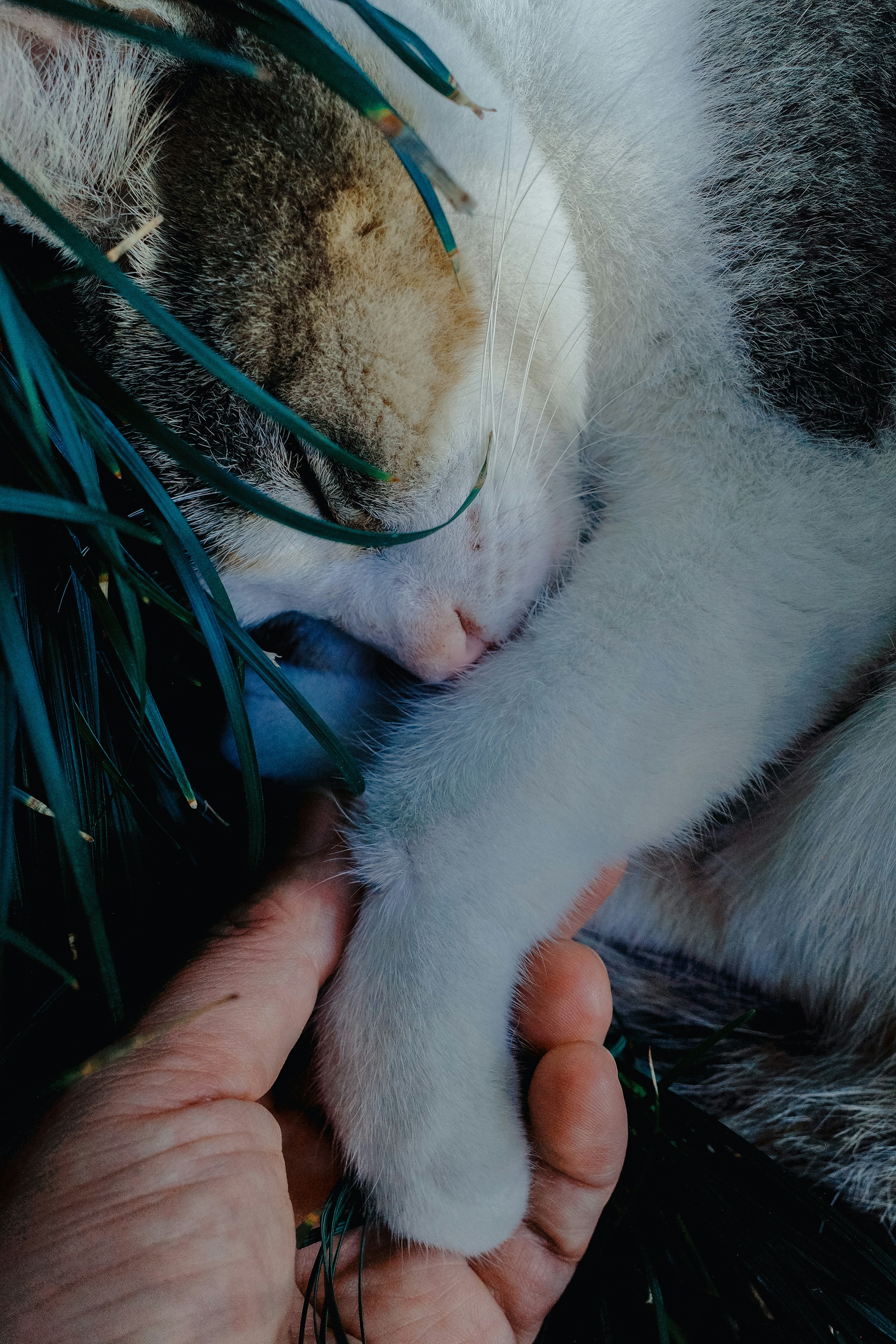 Soft Slumber: A Gentle Catnap in Grass and Hands