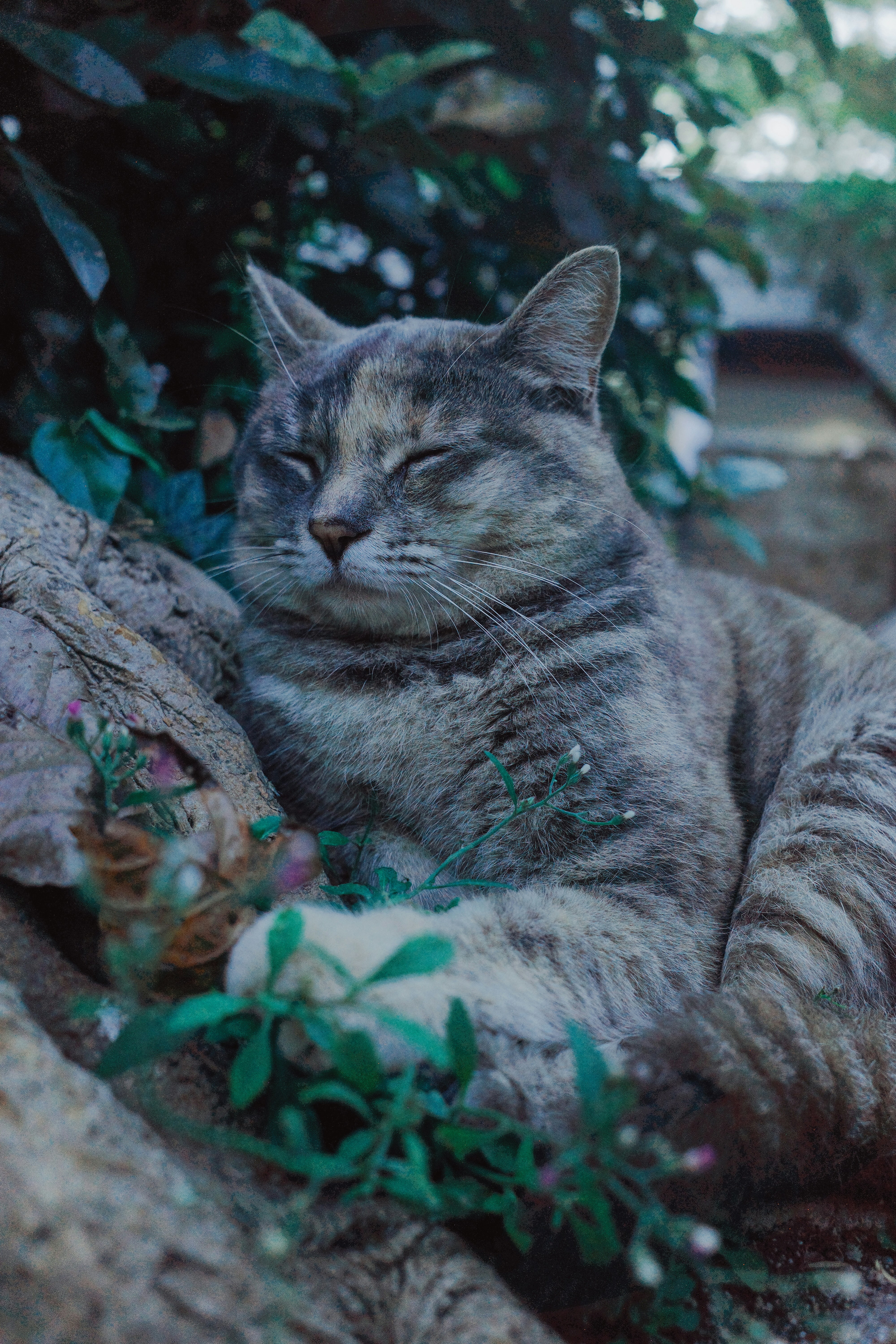 Hidden in the Shade: A Serene Cat in Garden Rockkeeping